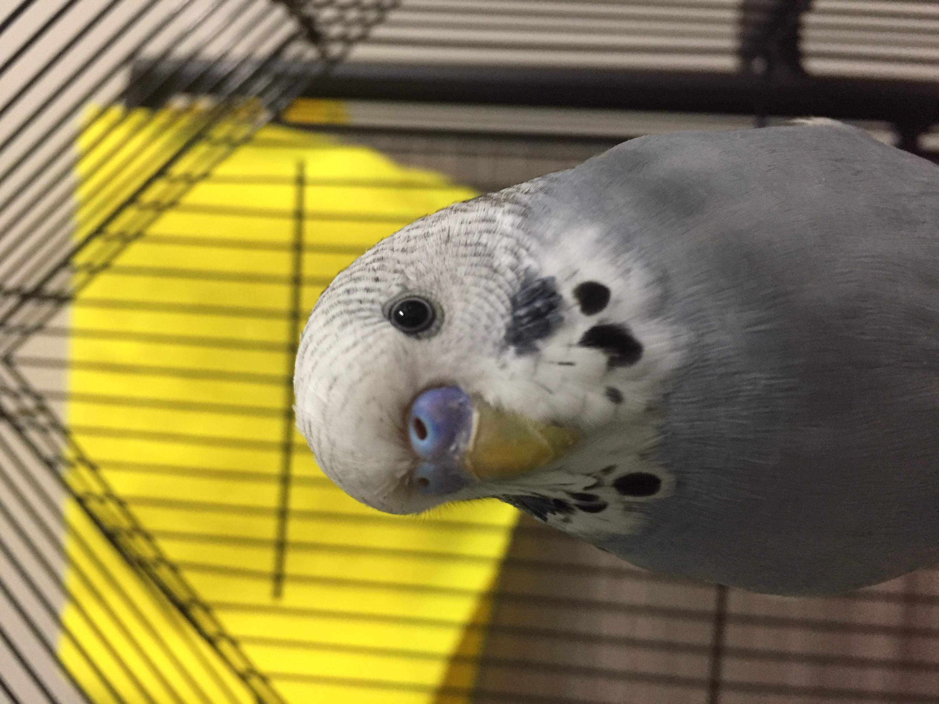 Why is my bird's beak crusty and how to stop bird biting? | Petco