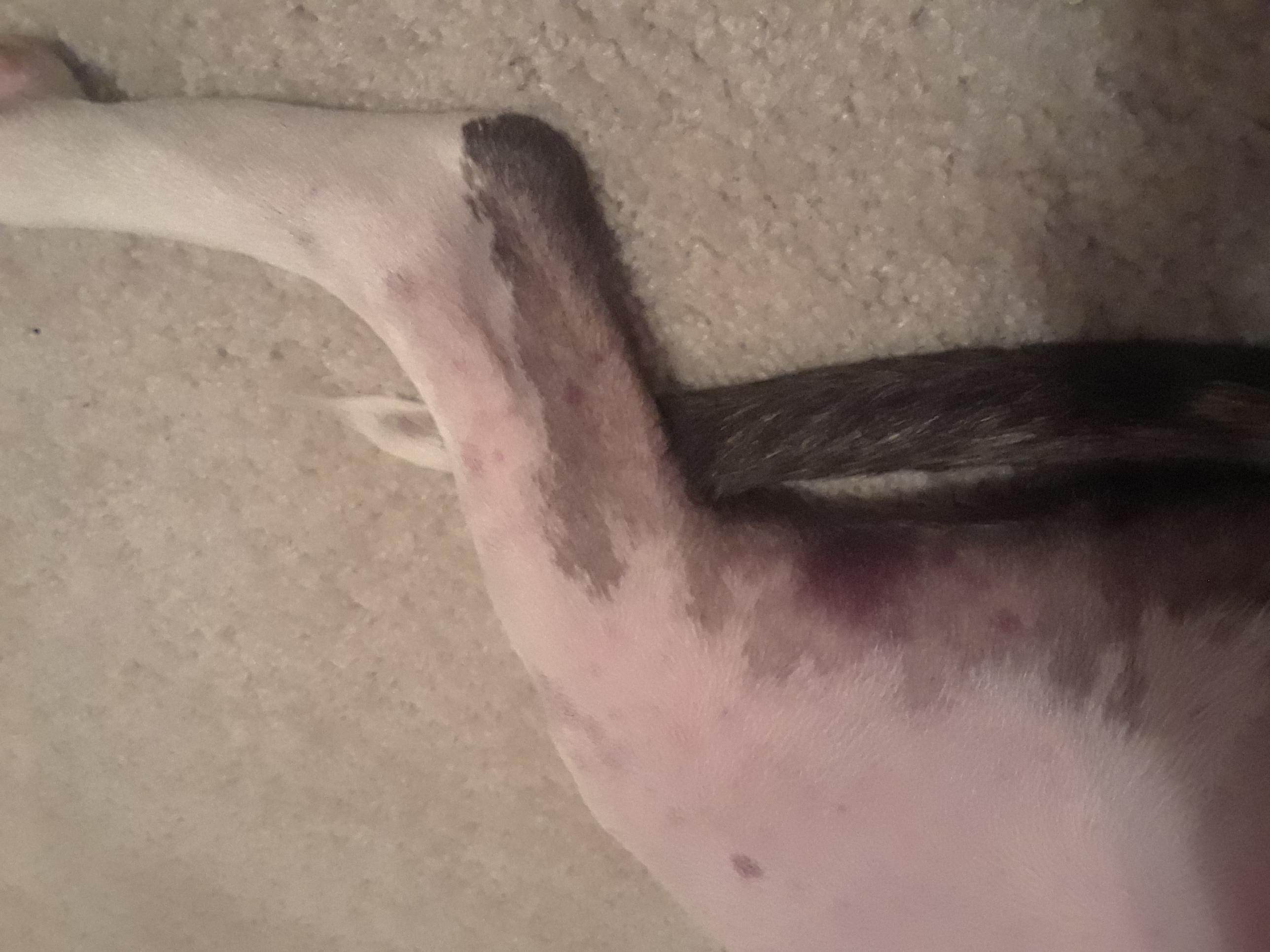 My Dog Has Red Spots & Bruising: What Could This Be? | Petco