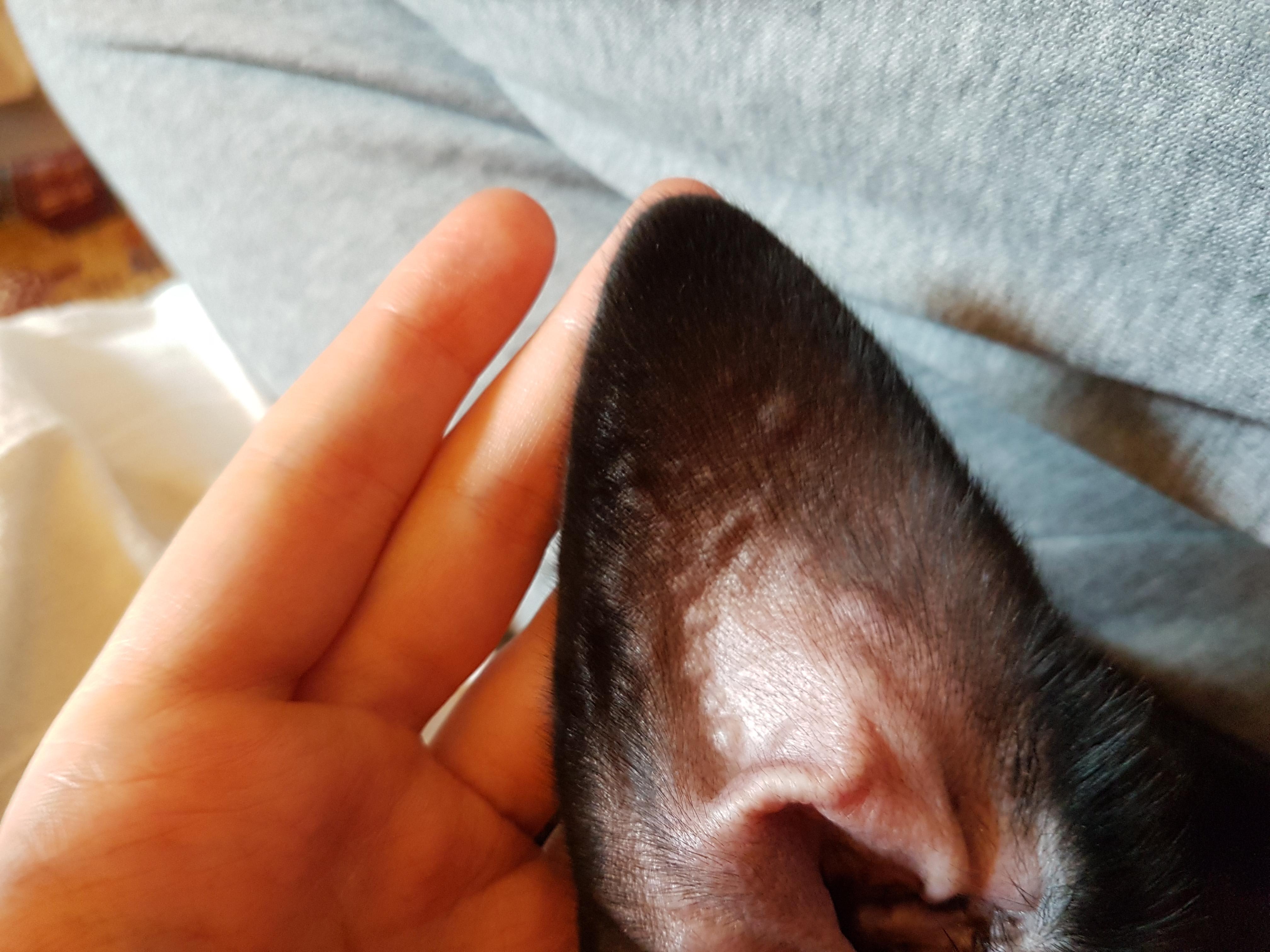 What are these non-itchy skin-colored bumps in my puppy's ears? | Petco