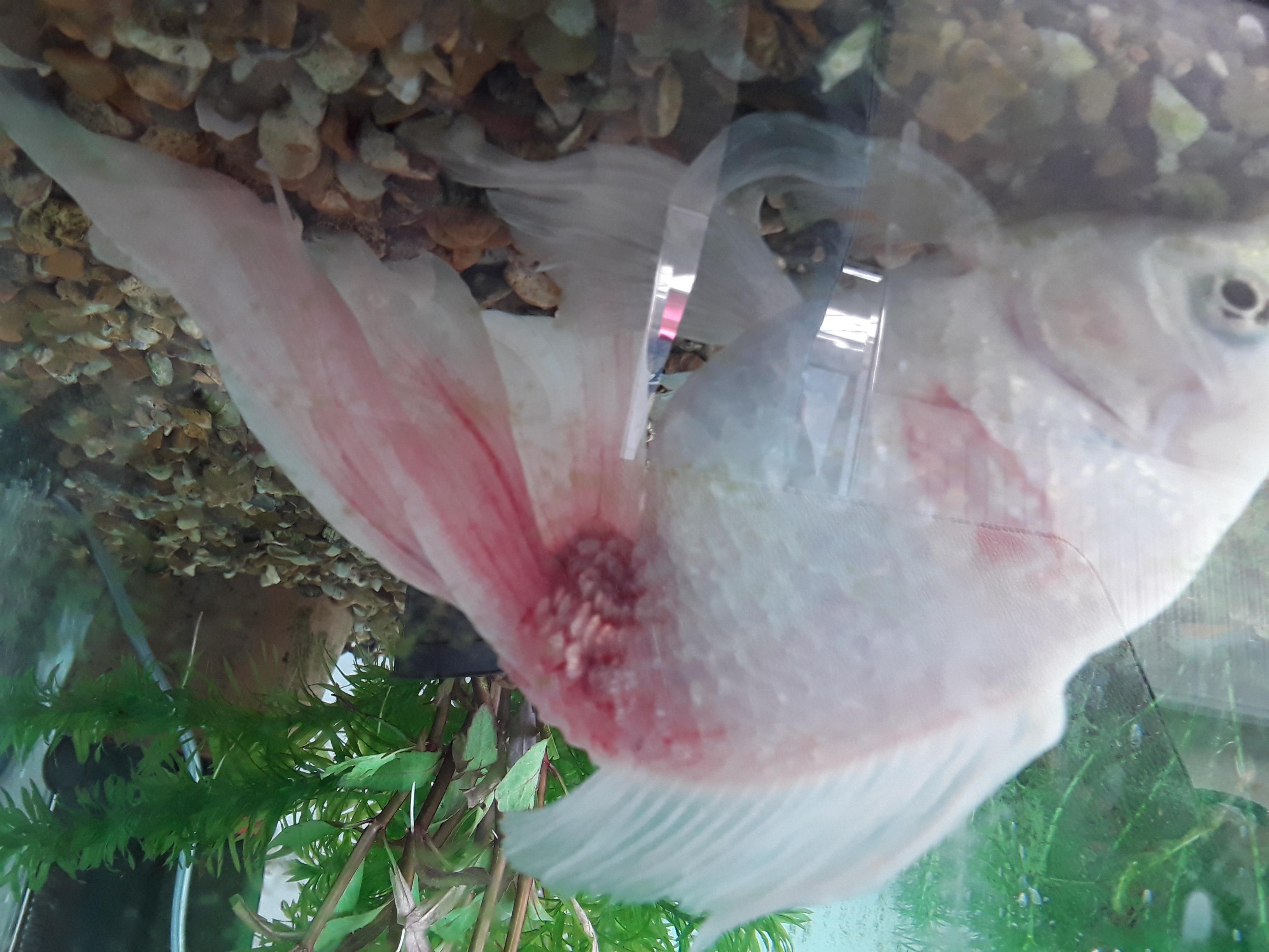 My fish has an internal infection from an injury. What should I do? | Petco