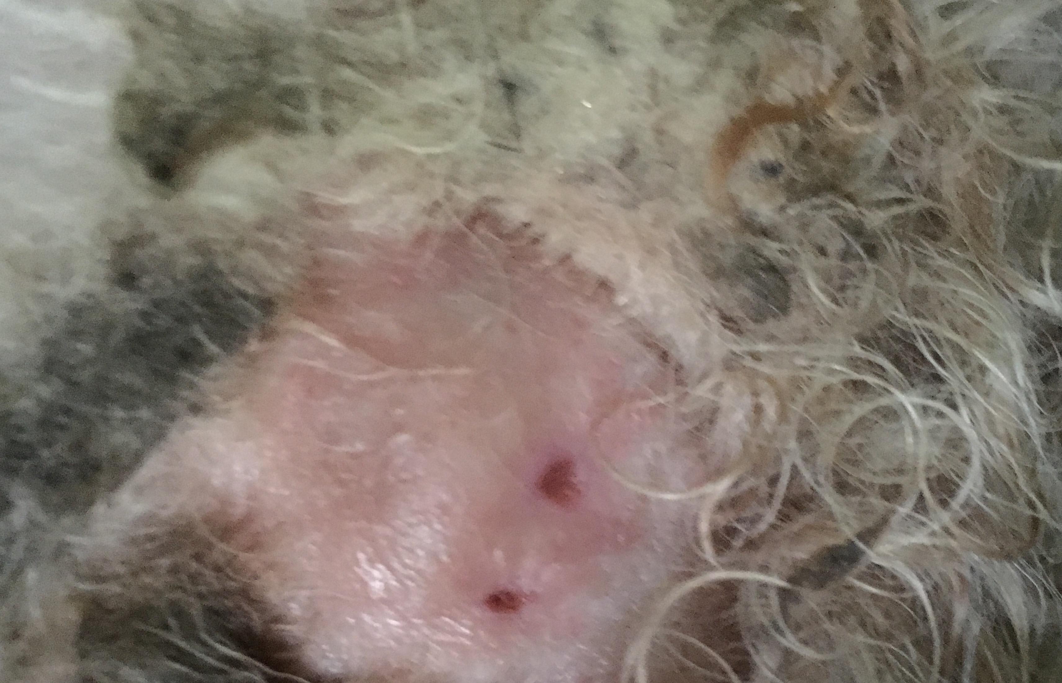 My Dog's Rash is Worse, Biting Hip? Vet Spray Failed? What to Do? | Petco