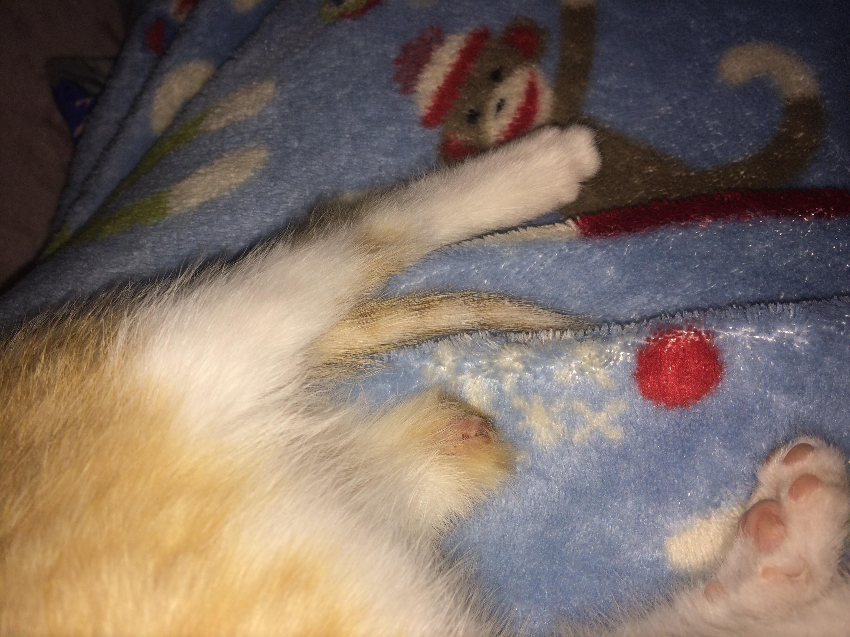 My Tripaw Kitten: Will a Missing Paw Require Amputation? | Petco