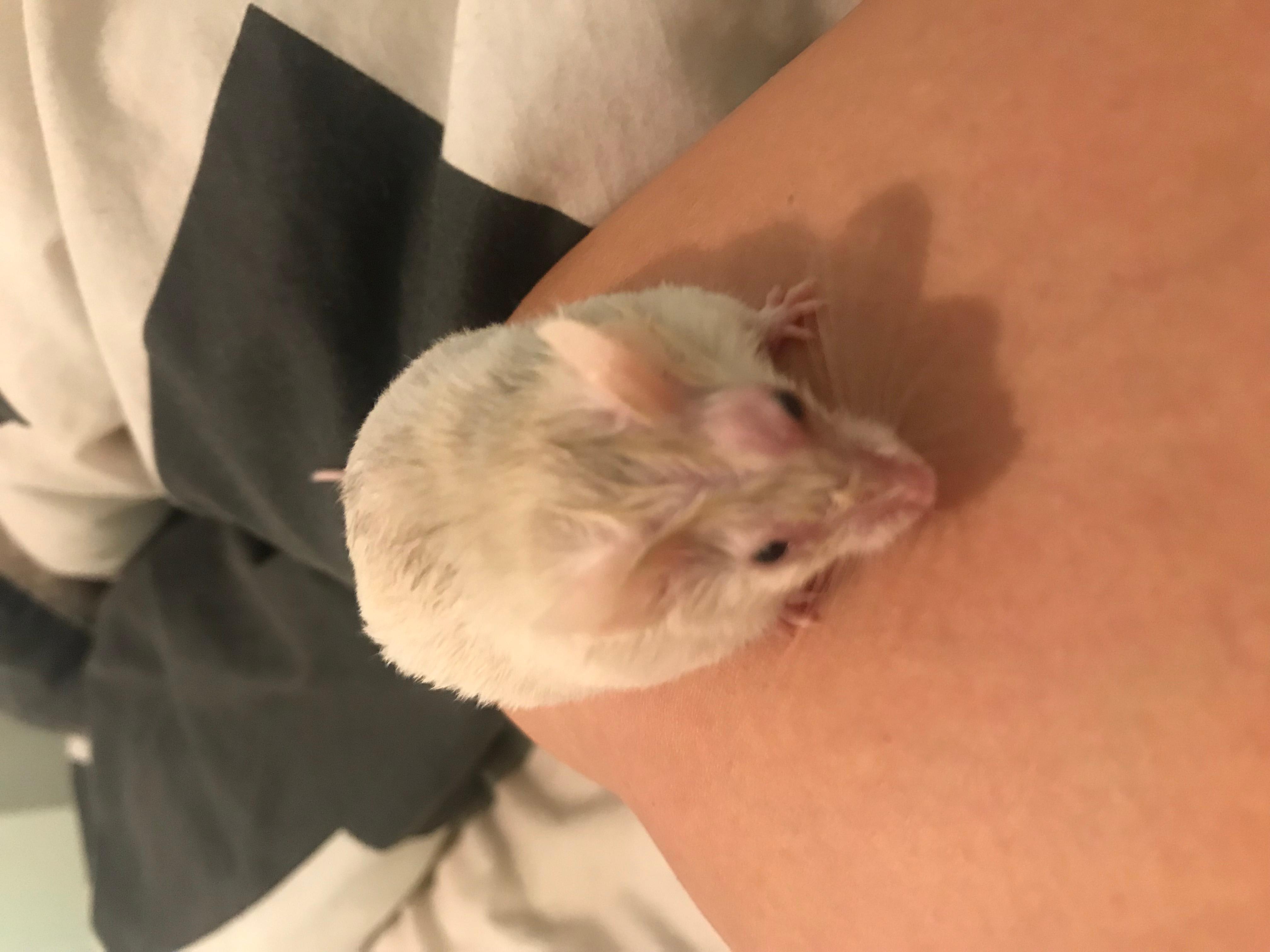 Why is my mouse's eye swollen, cloudy, and has pus? What to do? | Petco