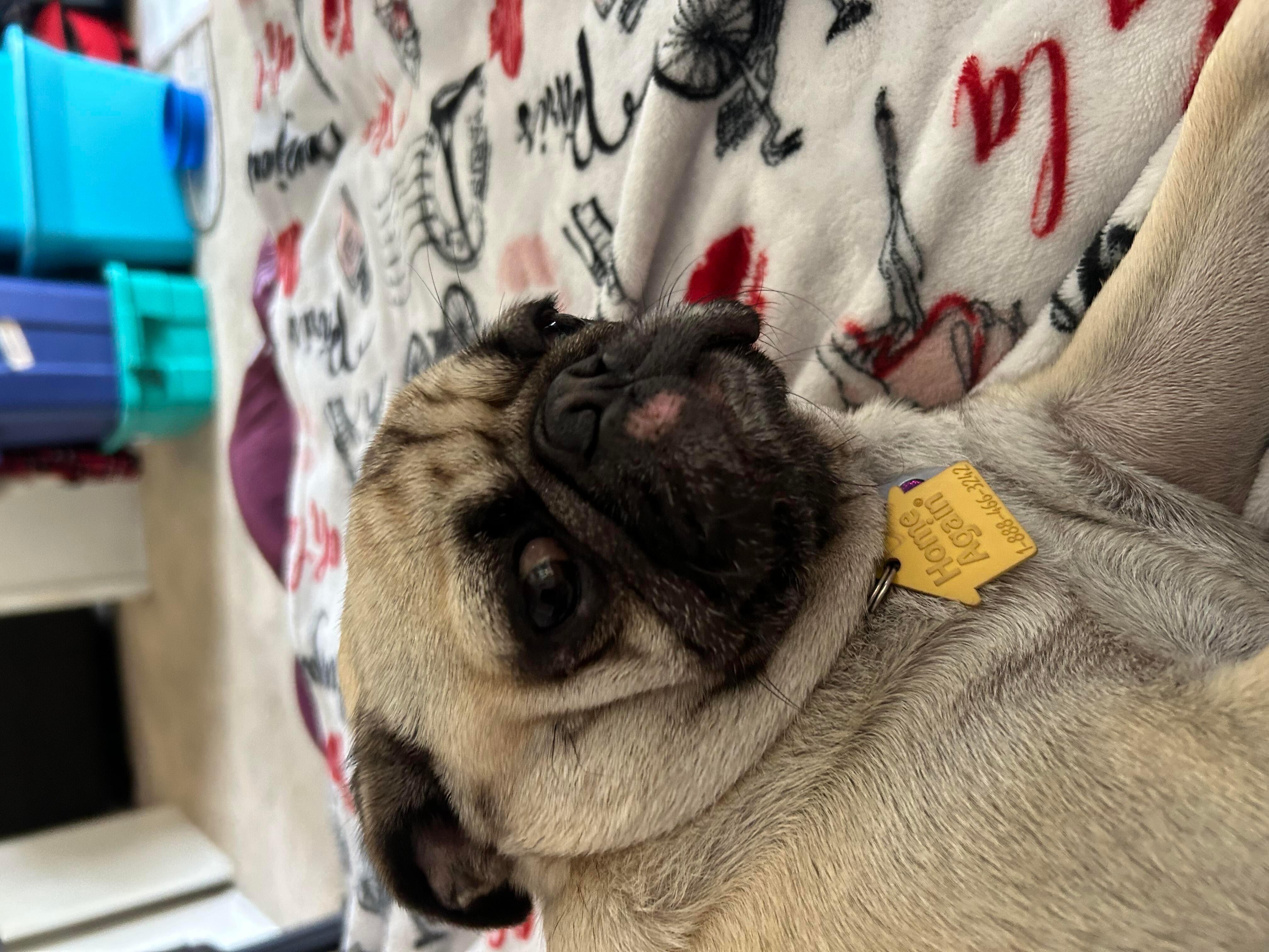 Pug Has Pink Nose Spot But Acts Normal: Is It an Allergy? | Petco