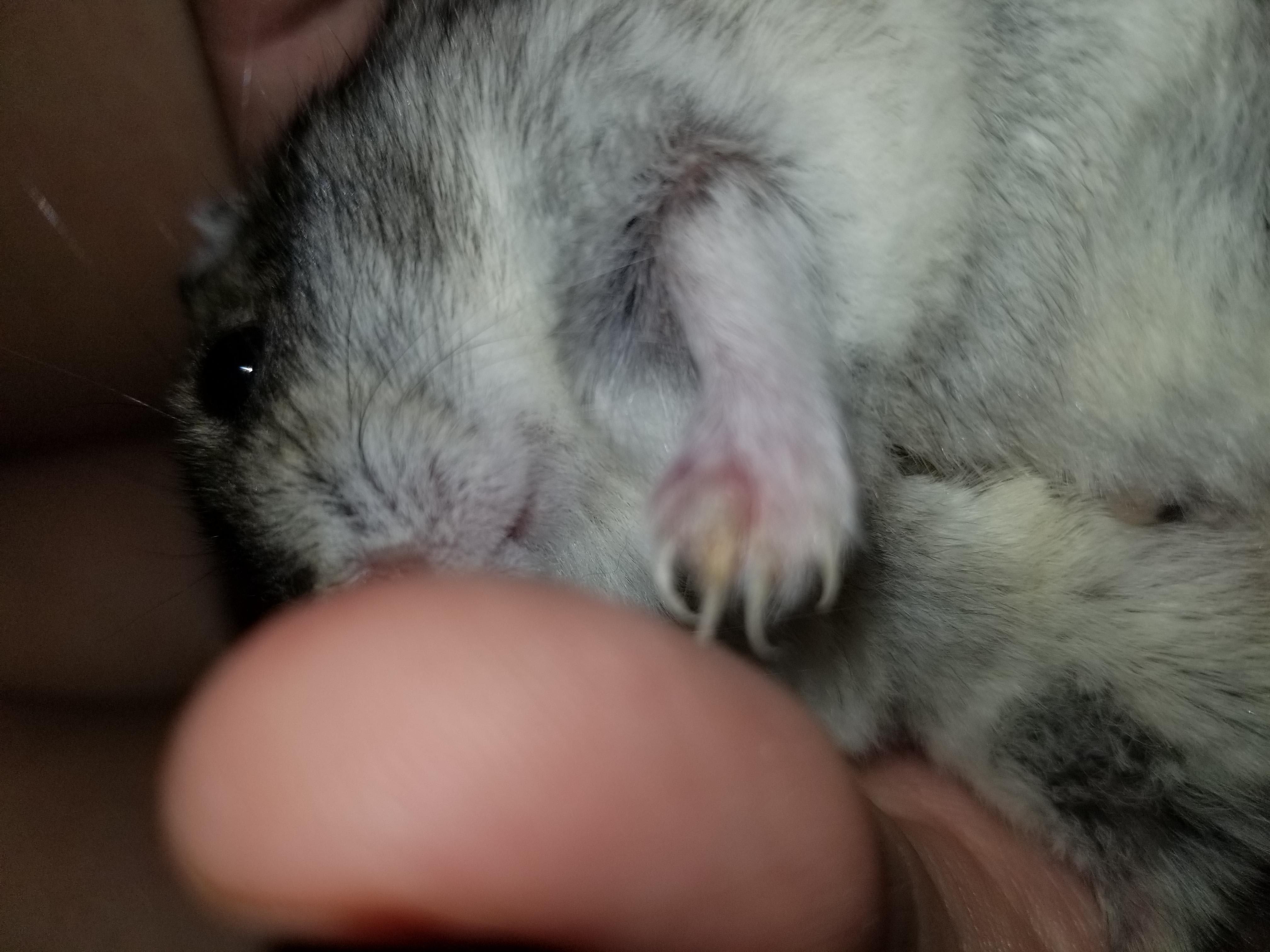 Is Your Hamster's Foot Swollen and Biting? Could It Be Infected? | Petco