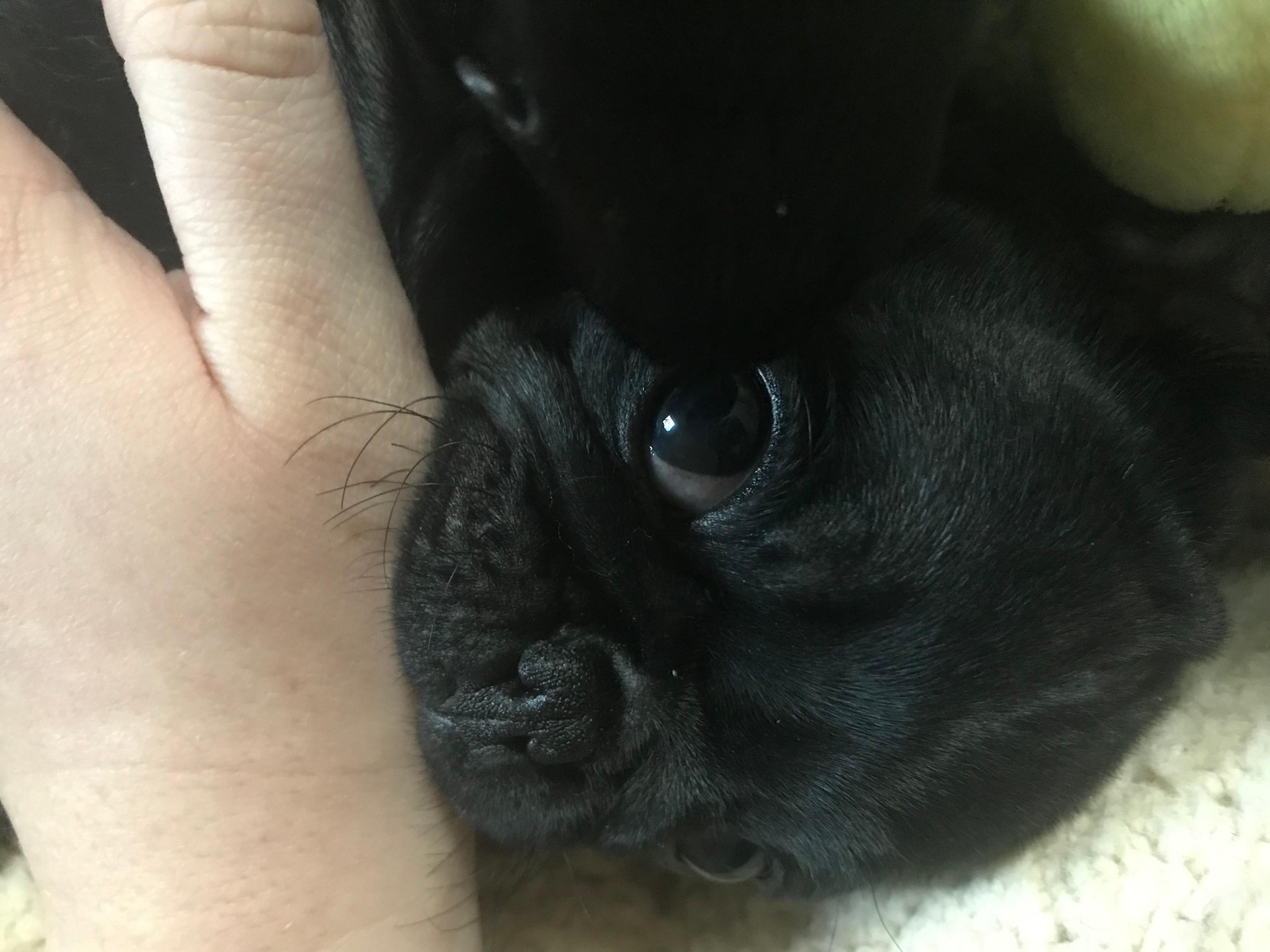 Pug Puppy Gray Eyes & Excessive Tears: Is It Serious? | Petco