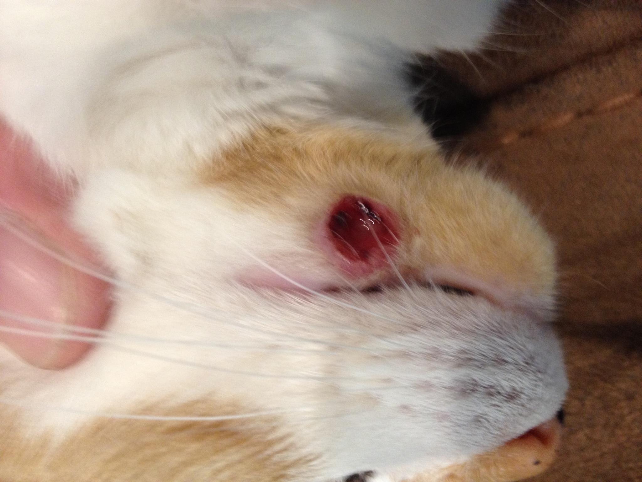 My cat has an oozing, bleeding face spot. SCC or tumor? | Petco