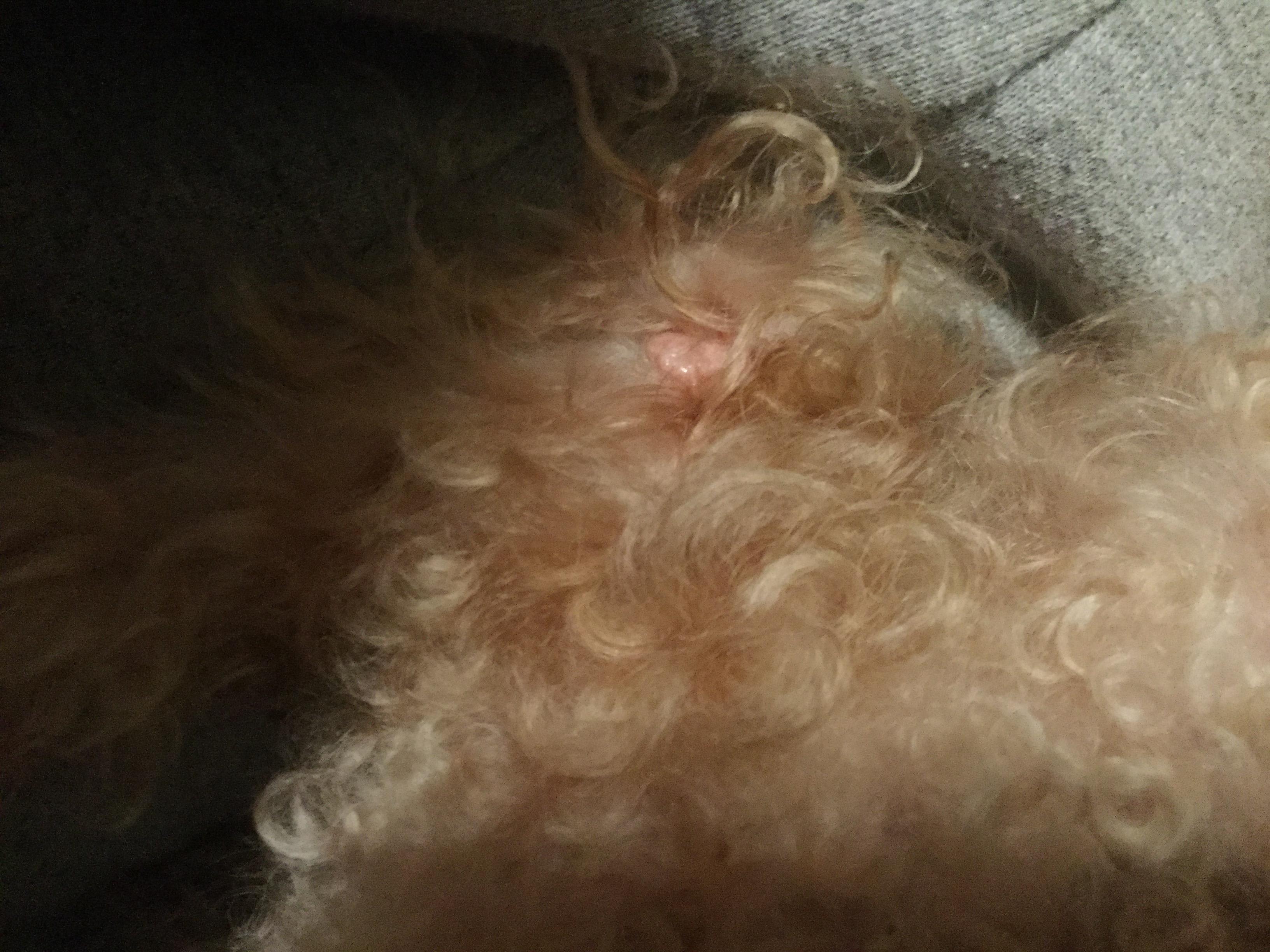 Why Does My Senior Poodle Have Pink Skin Bumps & Scratch? | Petco