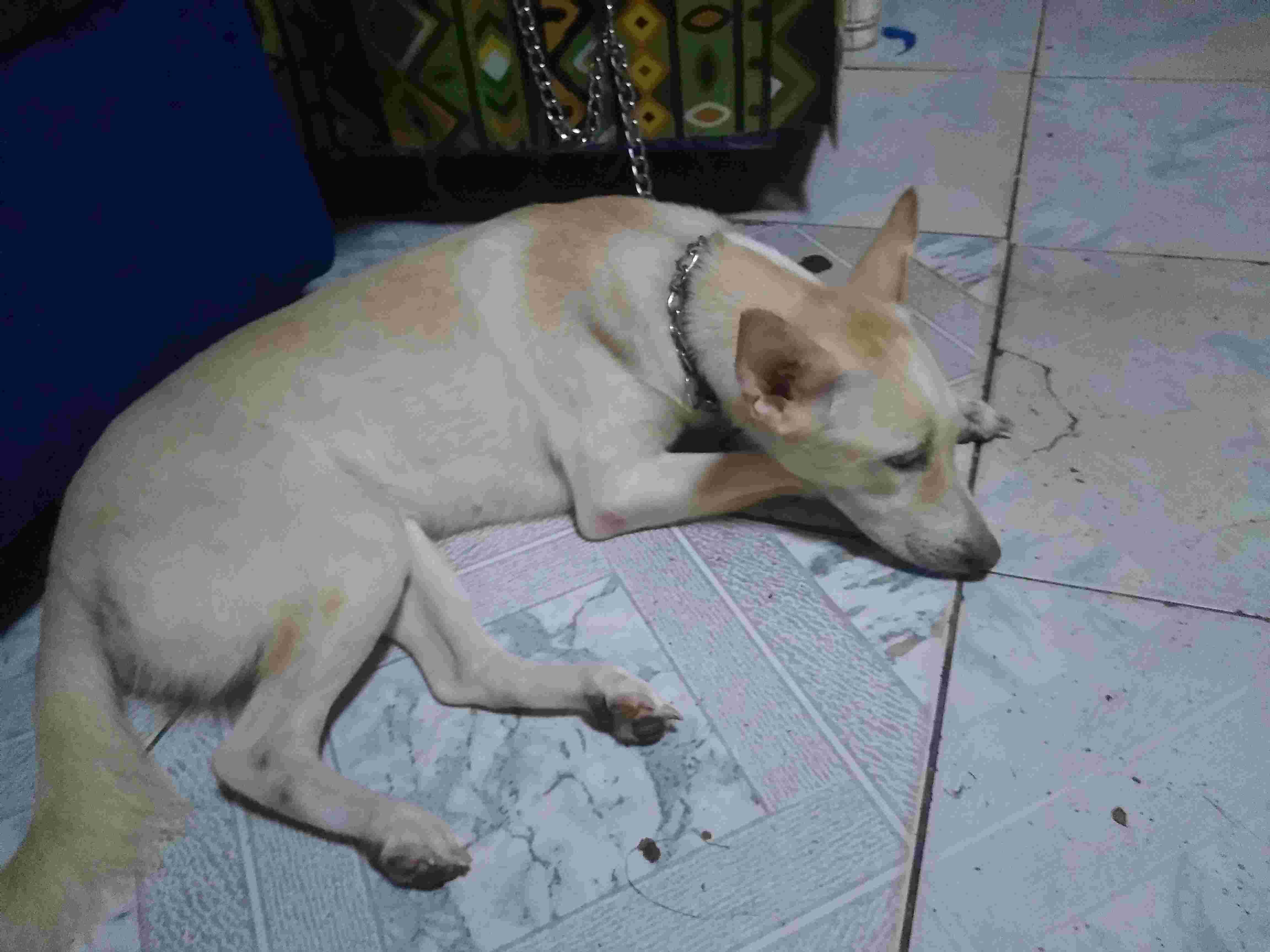 Why is my dog sick again, vomiting and shaking, after dextrose? | Petco