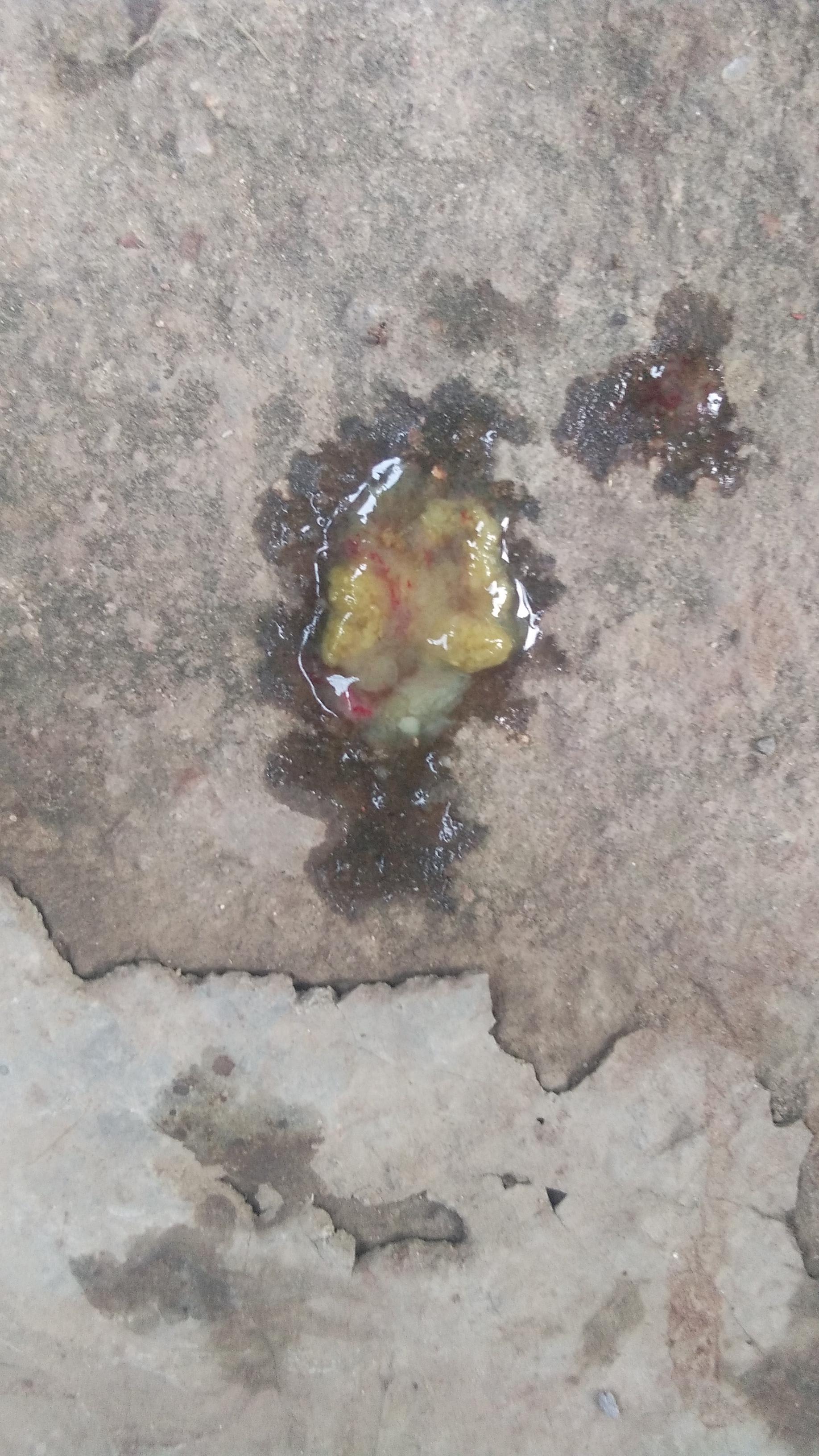 Why is my puppy vomiting worms, diarrhea, and bloody stool? | Petco