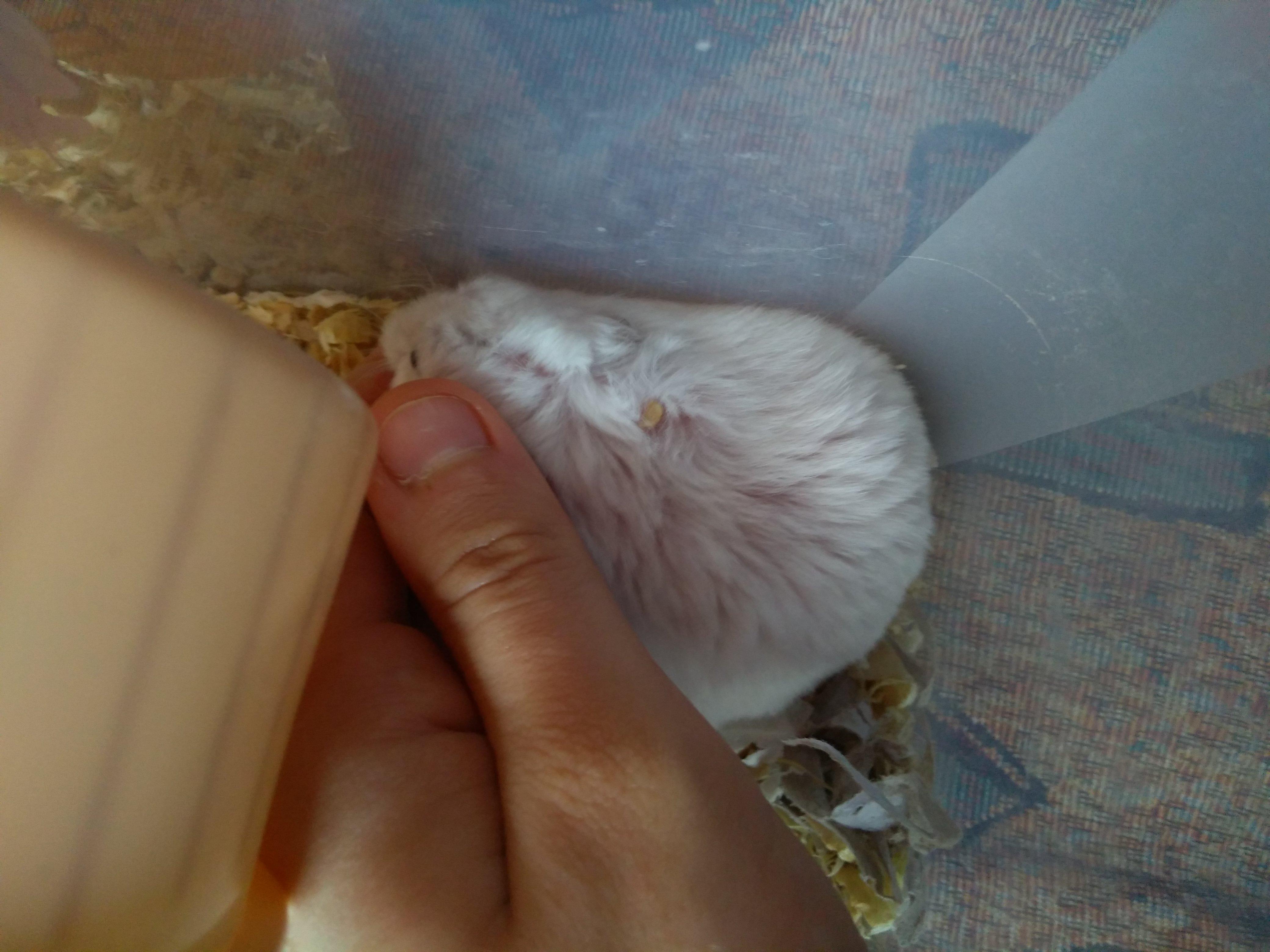 What's a growing bump on my hamster's skin and what should I do? | Petco