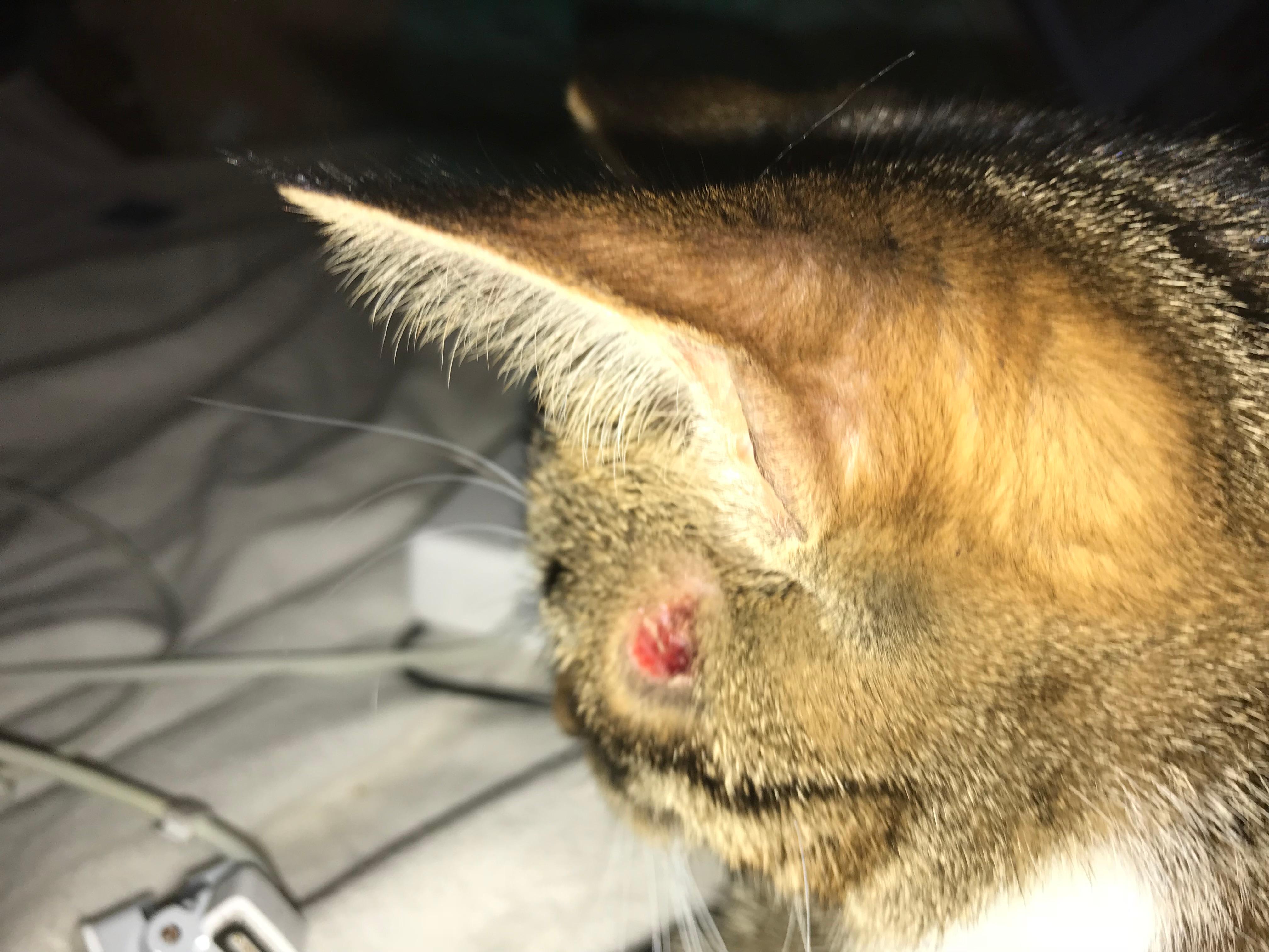 What's Causing My Kitten's Skin Ulcer? Is It Ringworm? | Petco