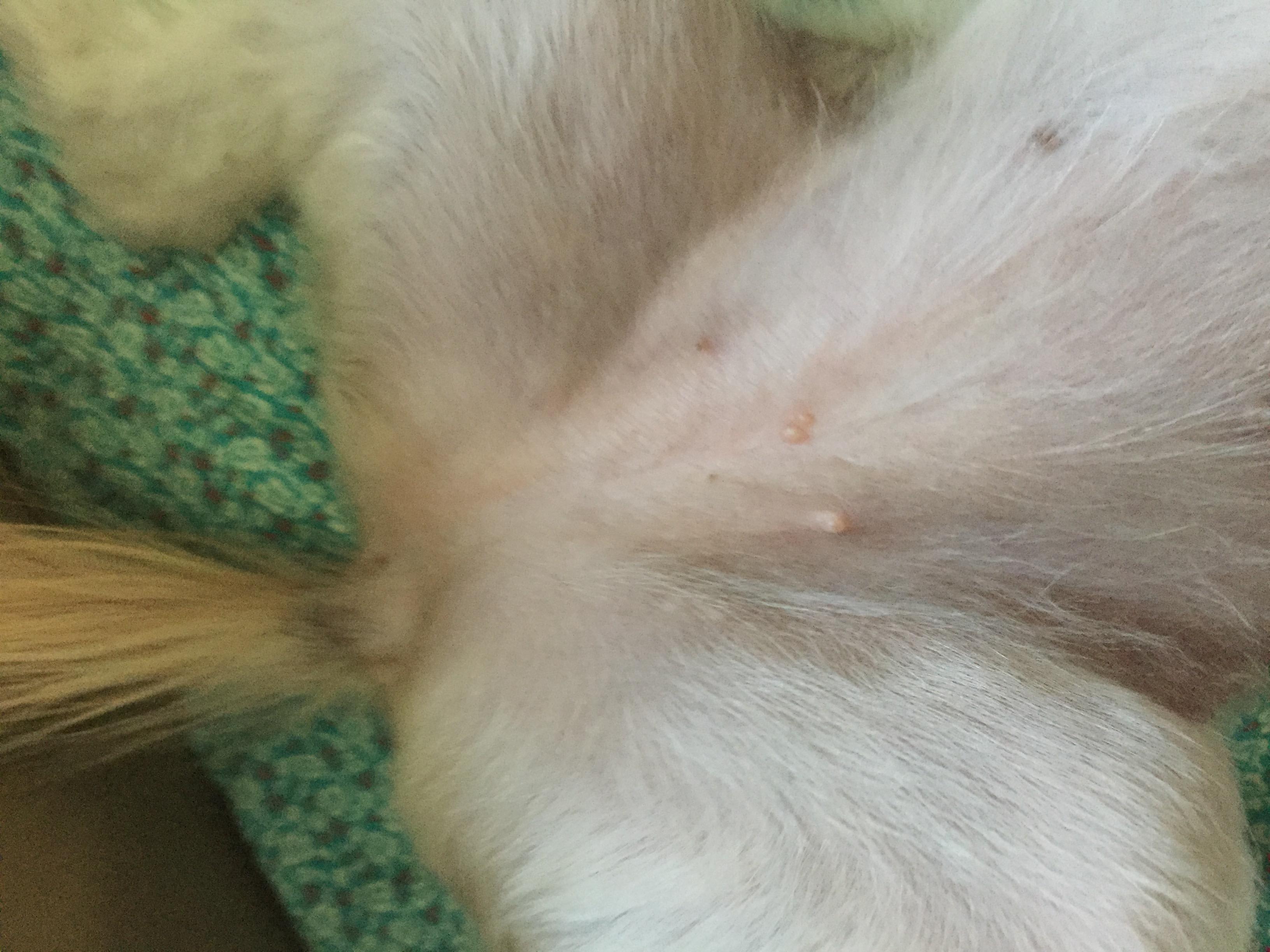 My dog has pus-filled pimples on her tummy. Is it serious? | Petco