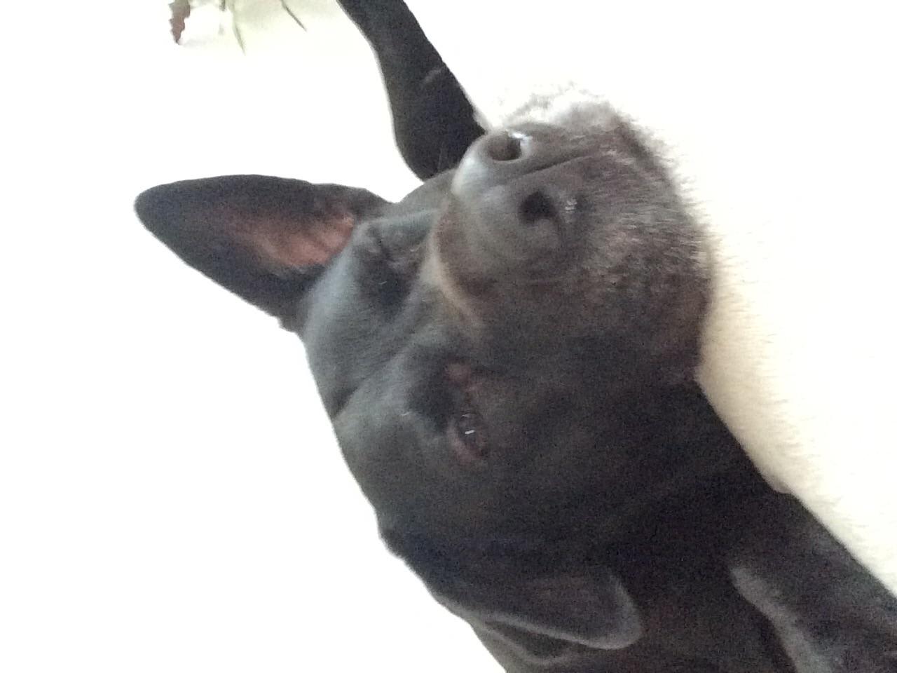My Dog's Nose Swollen, Ear Drooping? Find Out What's Wrong | Petco