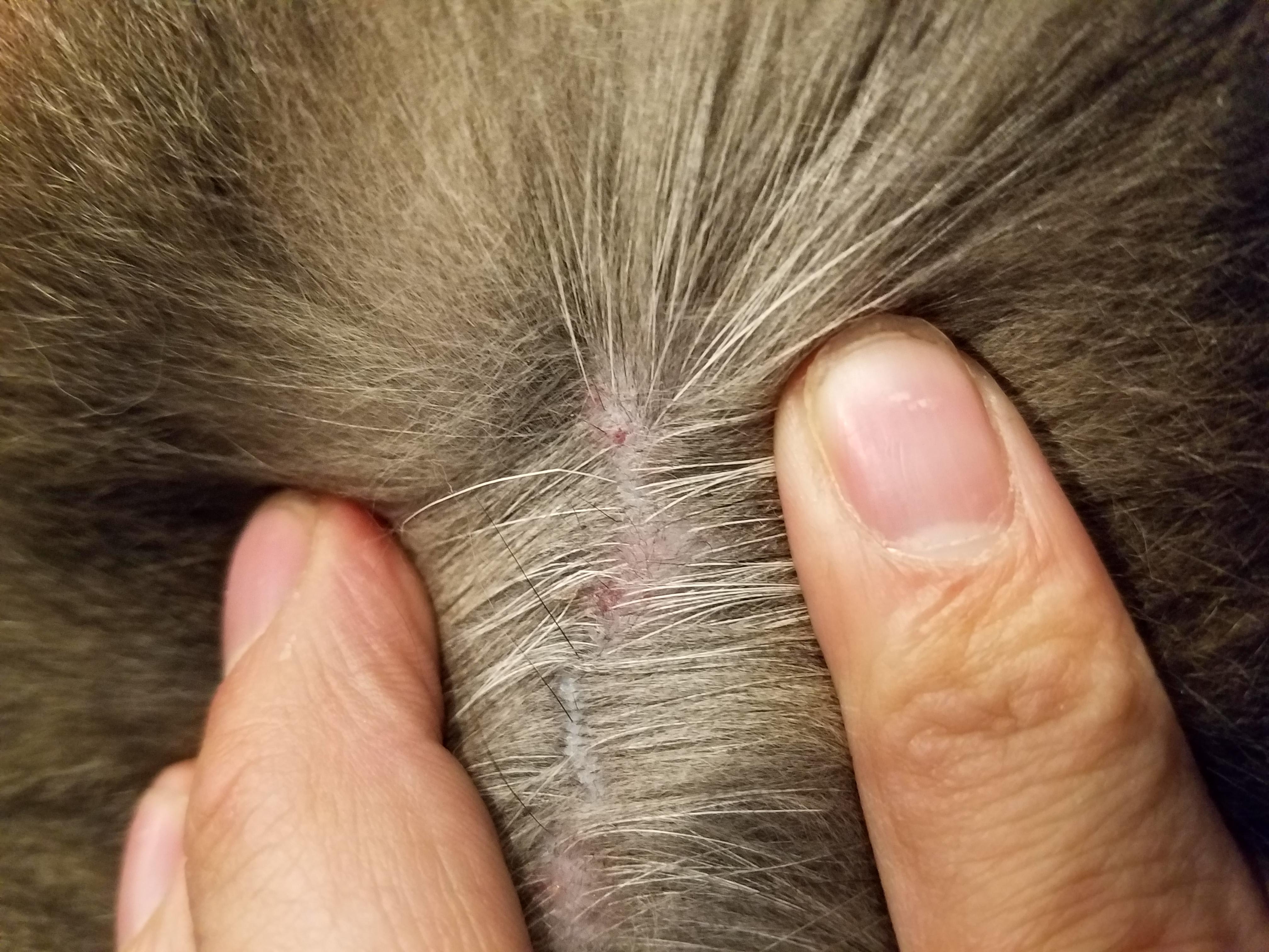 Why is your cat scratching raw, scabby skin on its neck? | Petco
