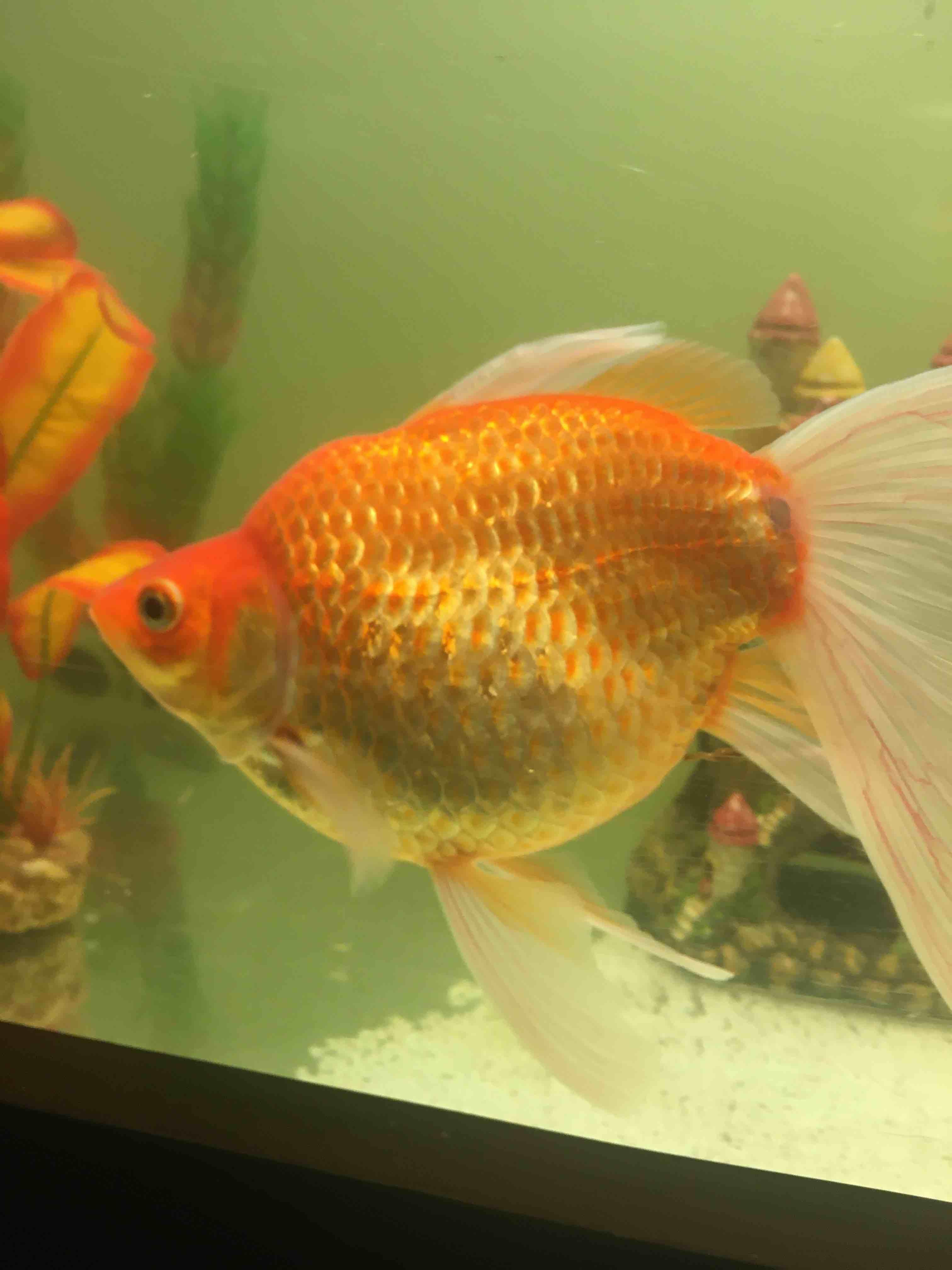 Swollen Goldfish: Is She Pregnant? How Long Do They Carry Eggs? | Petco
