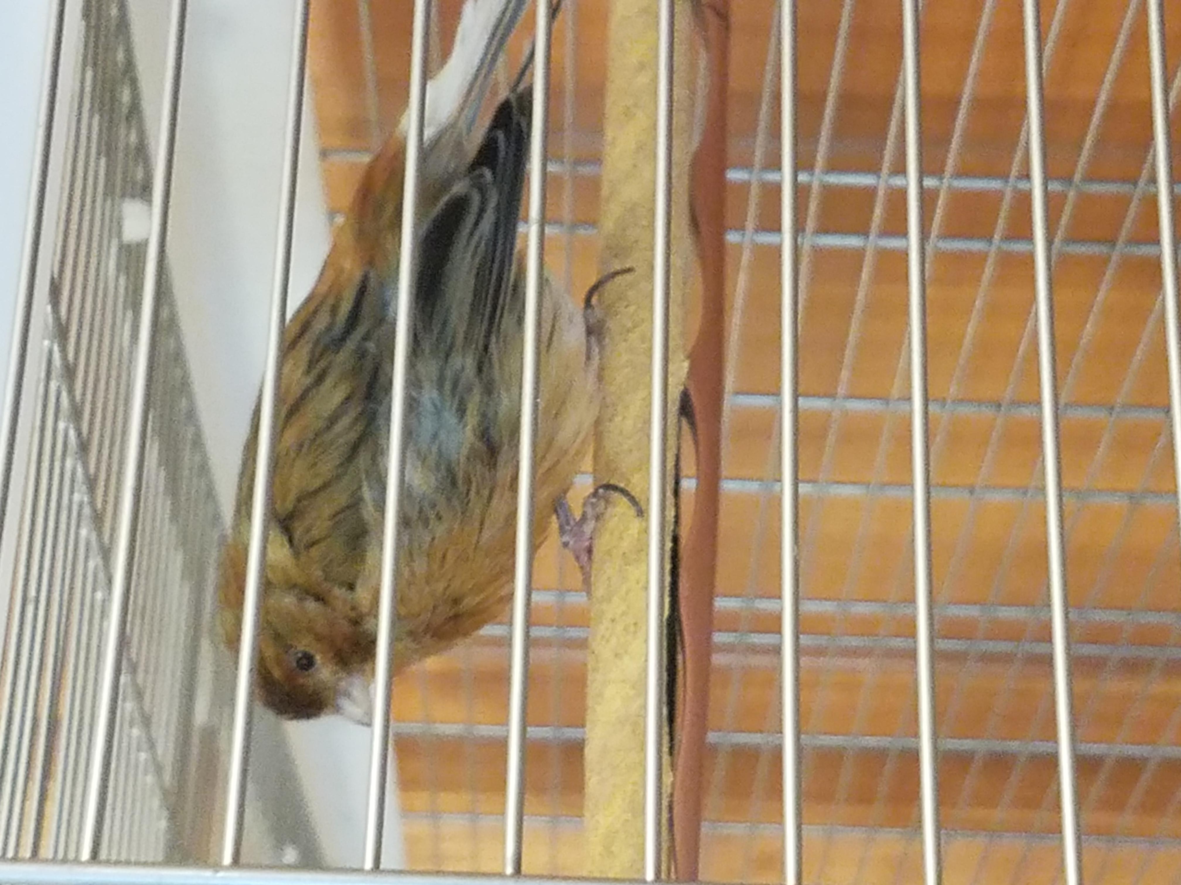 My Canary is Puffed Up, Sleeping, Not Singing – Is It Sick? | Petco