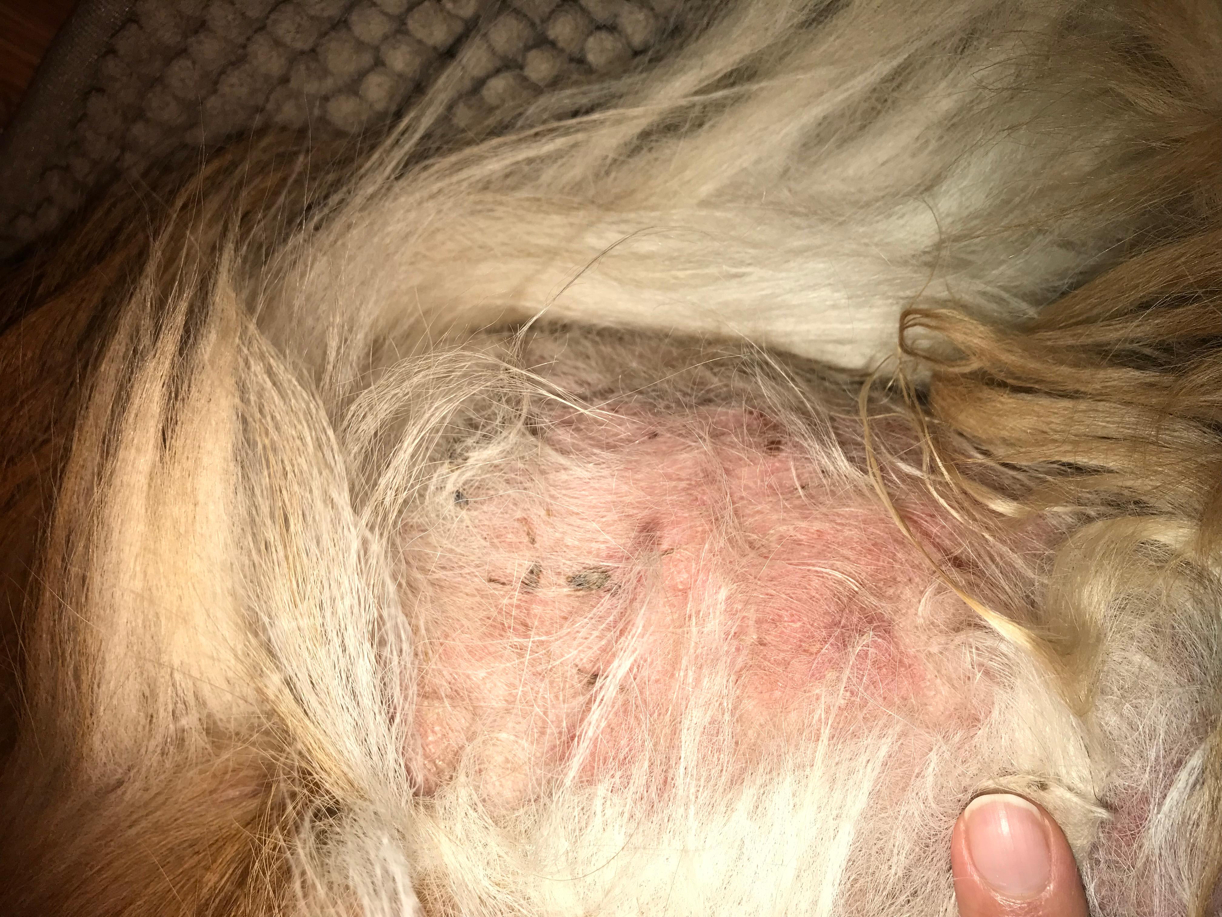 Why is my dog scratching his stomach on thyroid meds? | Petco