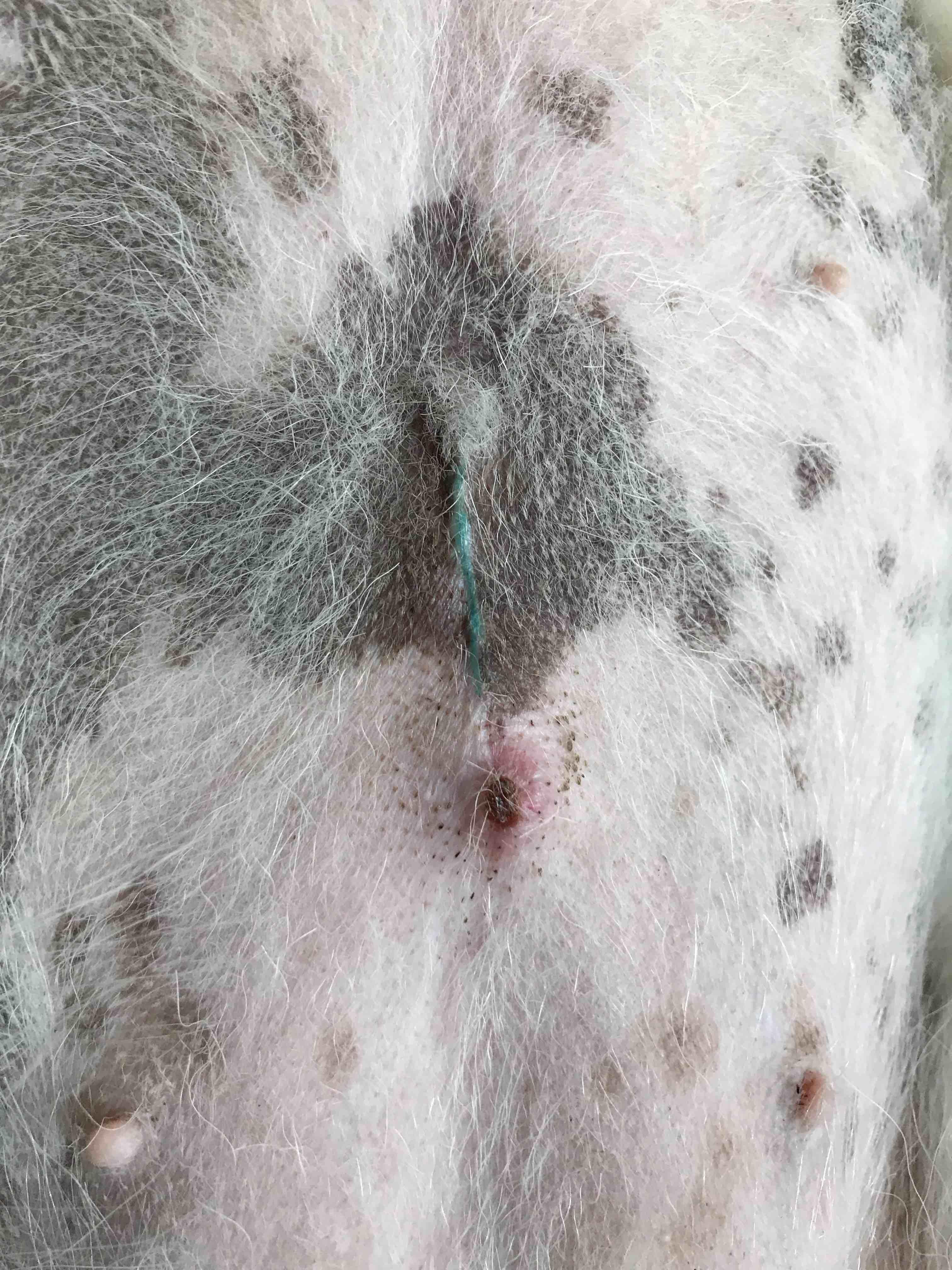 My dog's spay incision red/scabbing. Does it need vet care? | Petco