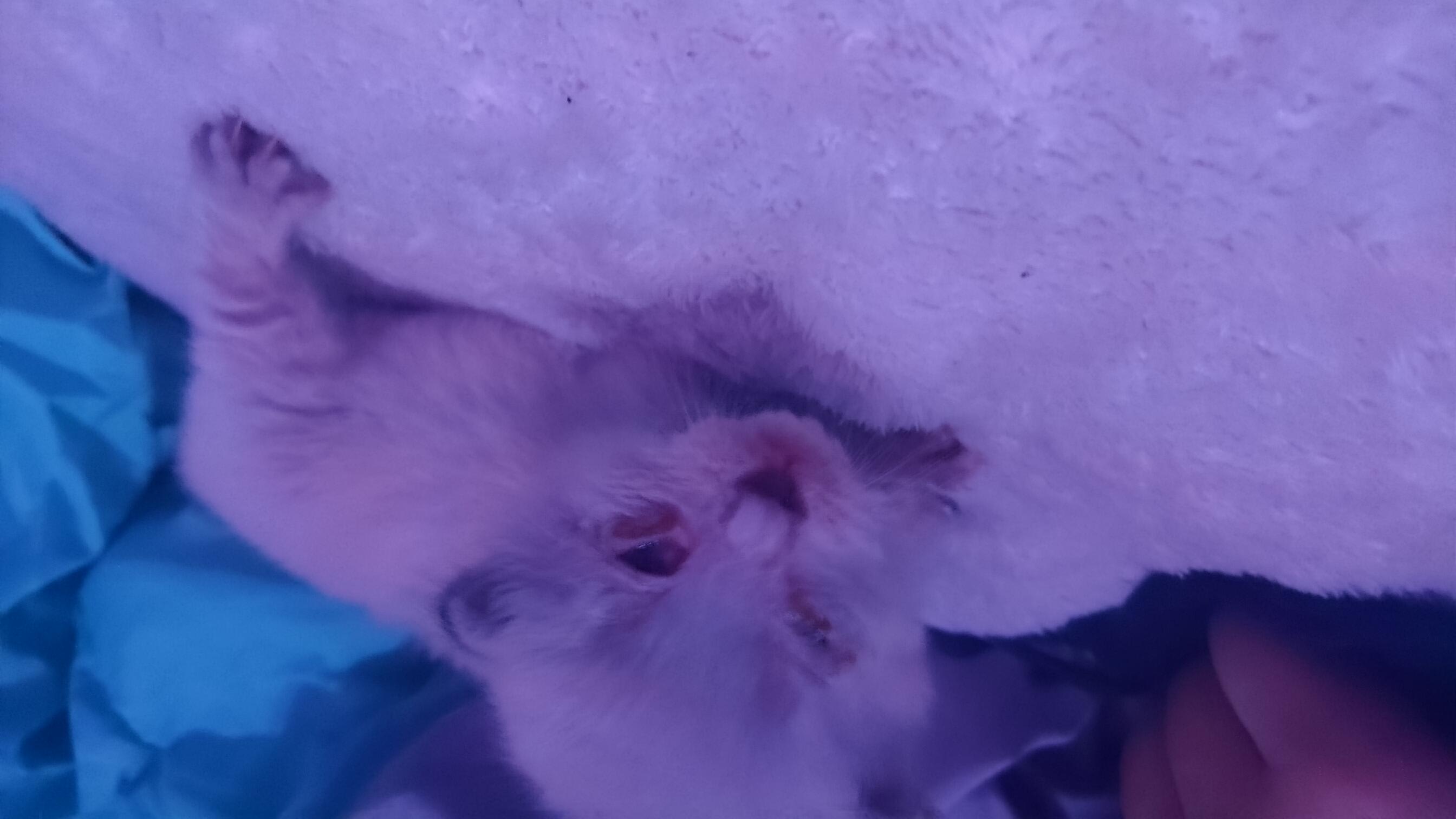 Kittens with Crusty Eyes & Lethargy: Is a Vet Visit Urgent? | Petco
