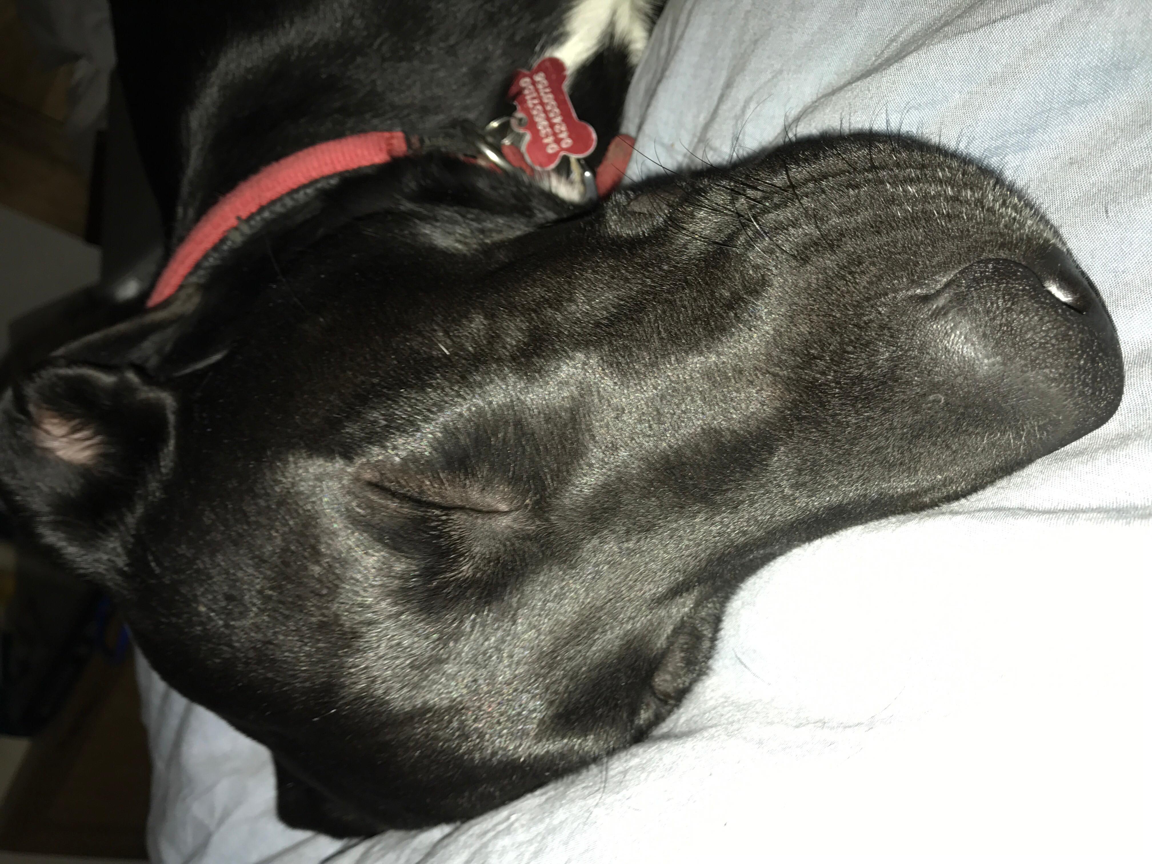 Why is my dog's eye red, painful, squinting, or discharging? | Petco