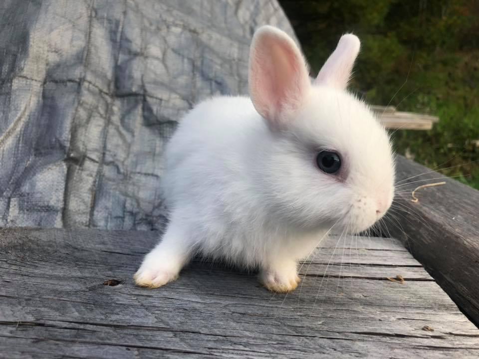Is your new rabbit stuffy with mucus? Respiratory infection? | Petco