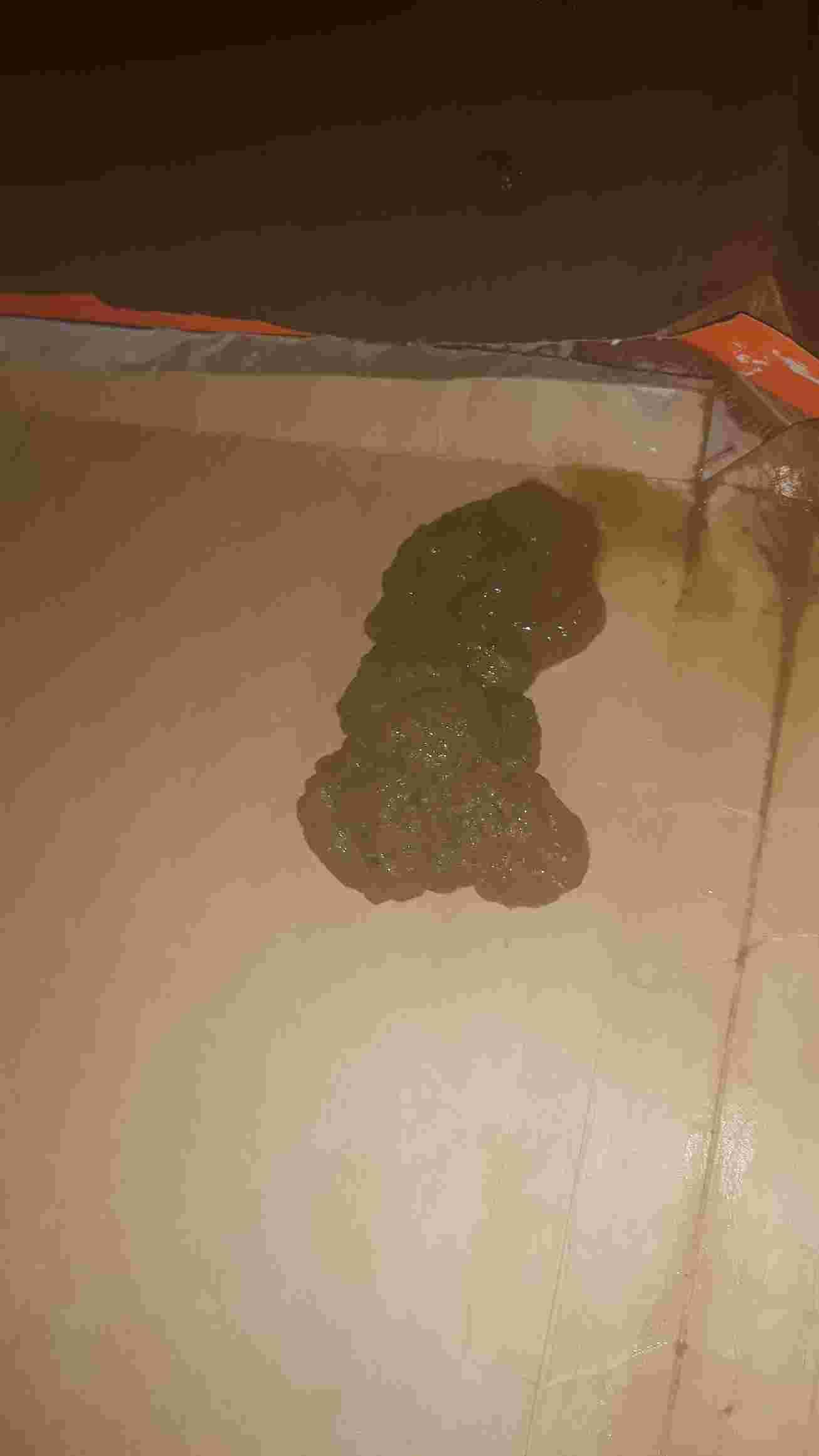 Why is my puppy's poop bloody, watery, jelly after deworming? | Petco