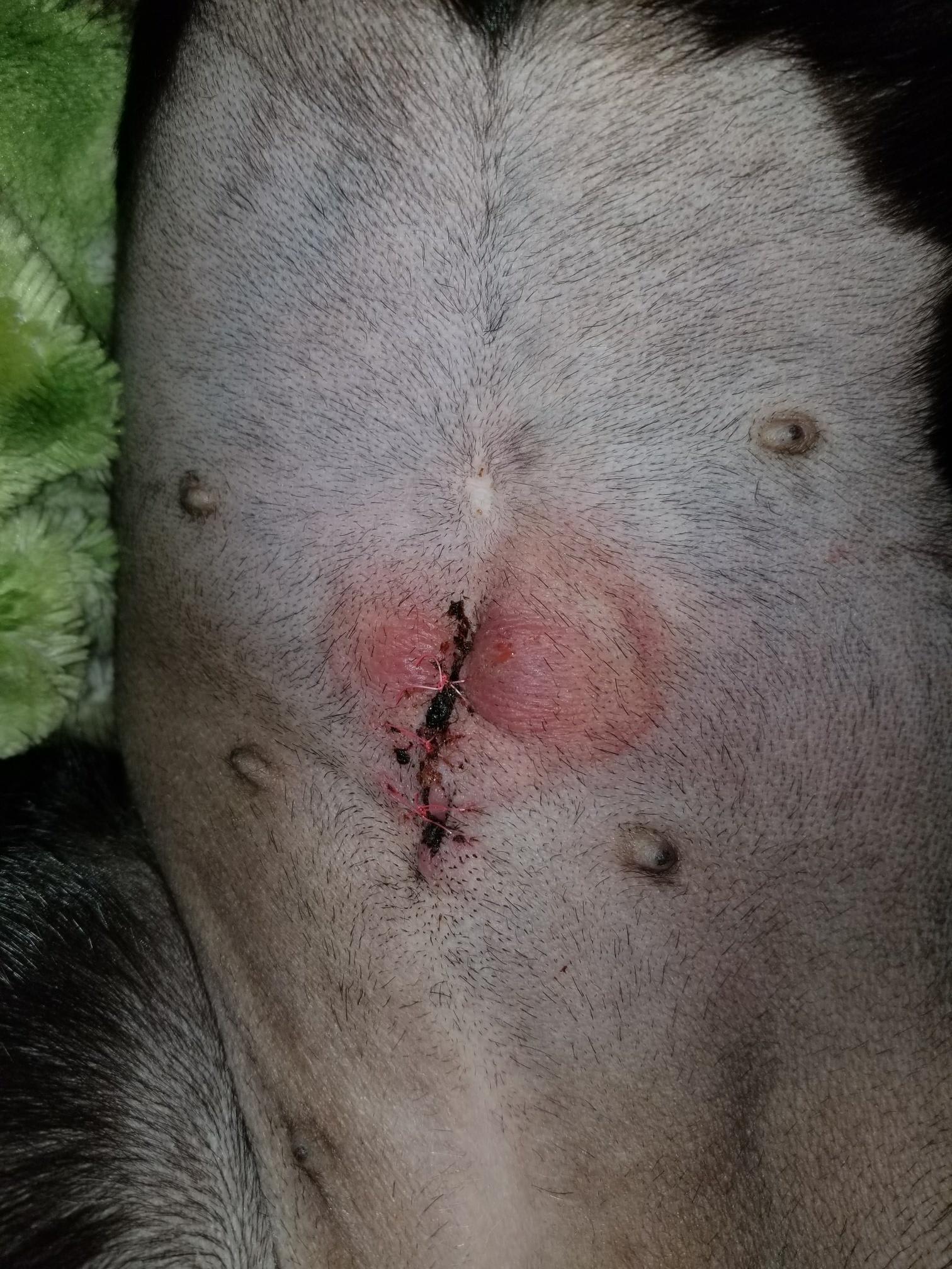 My dog's spay incision has red bumps. Is this normal healing? | Petco