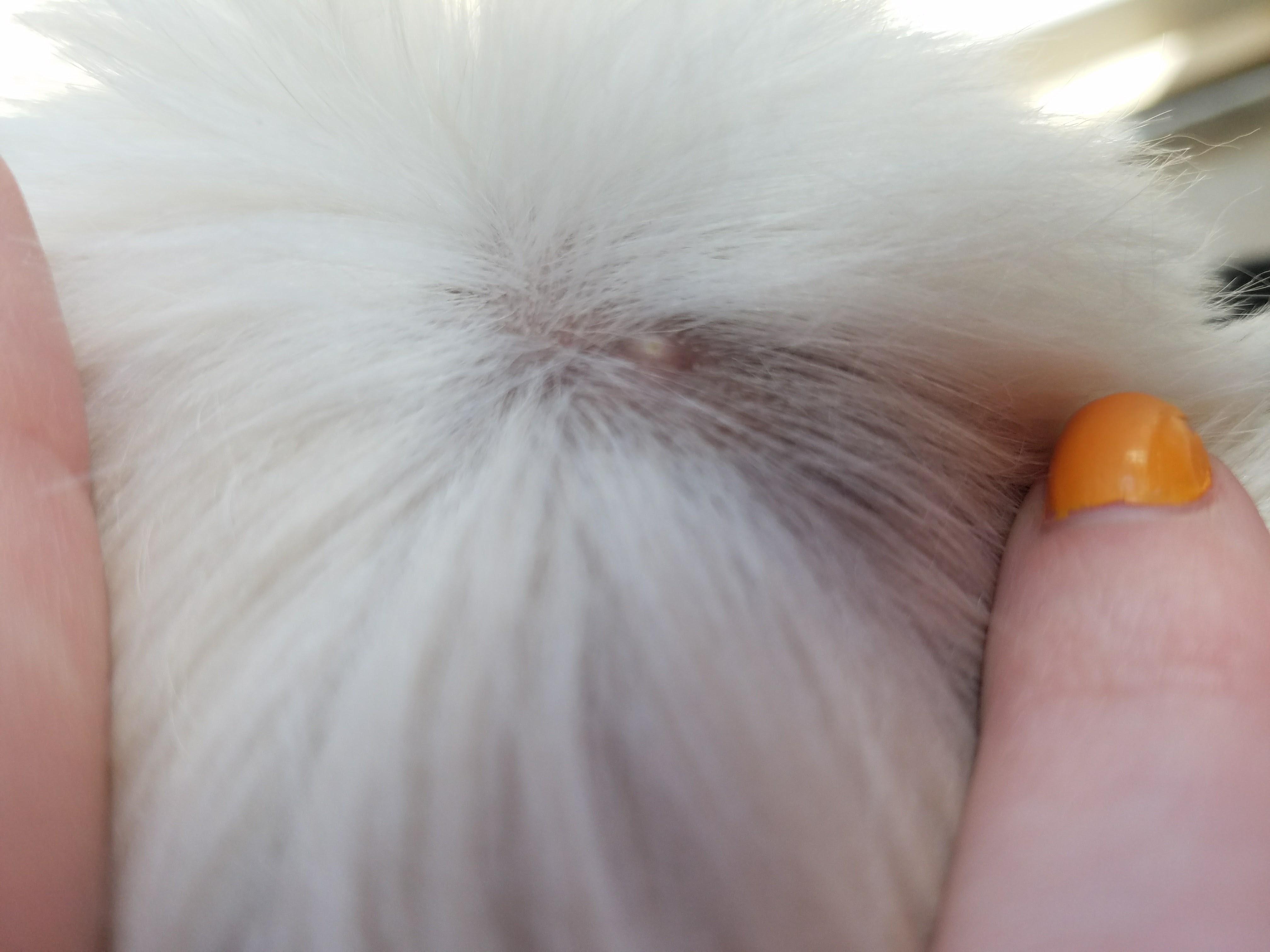 Dog Has Pimple-Like Lump After Tick Removal. Should I Worry? | Petco
