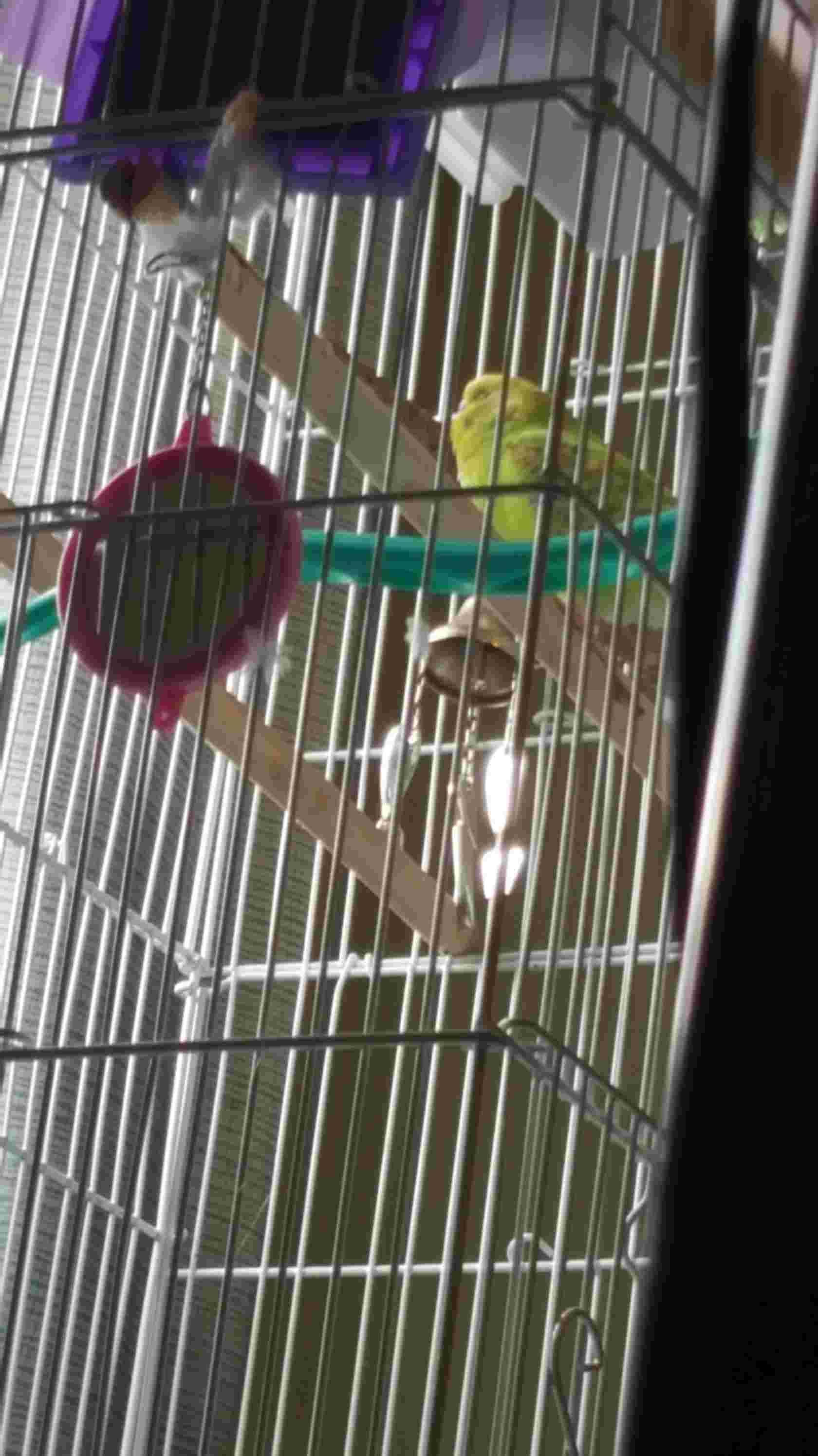 My bird's eyes are shut on perch: Sick or Napping? Find out | Petco