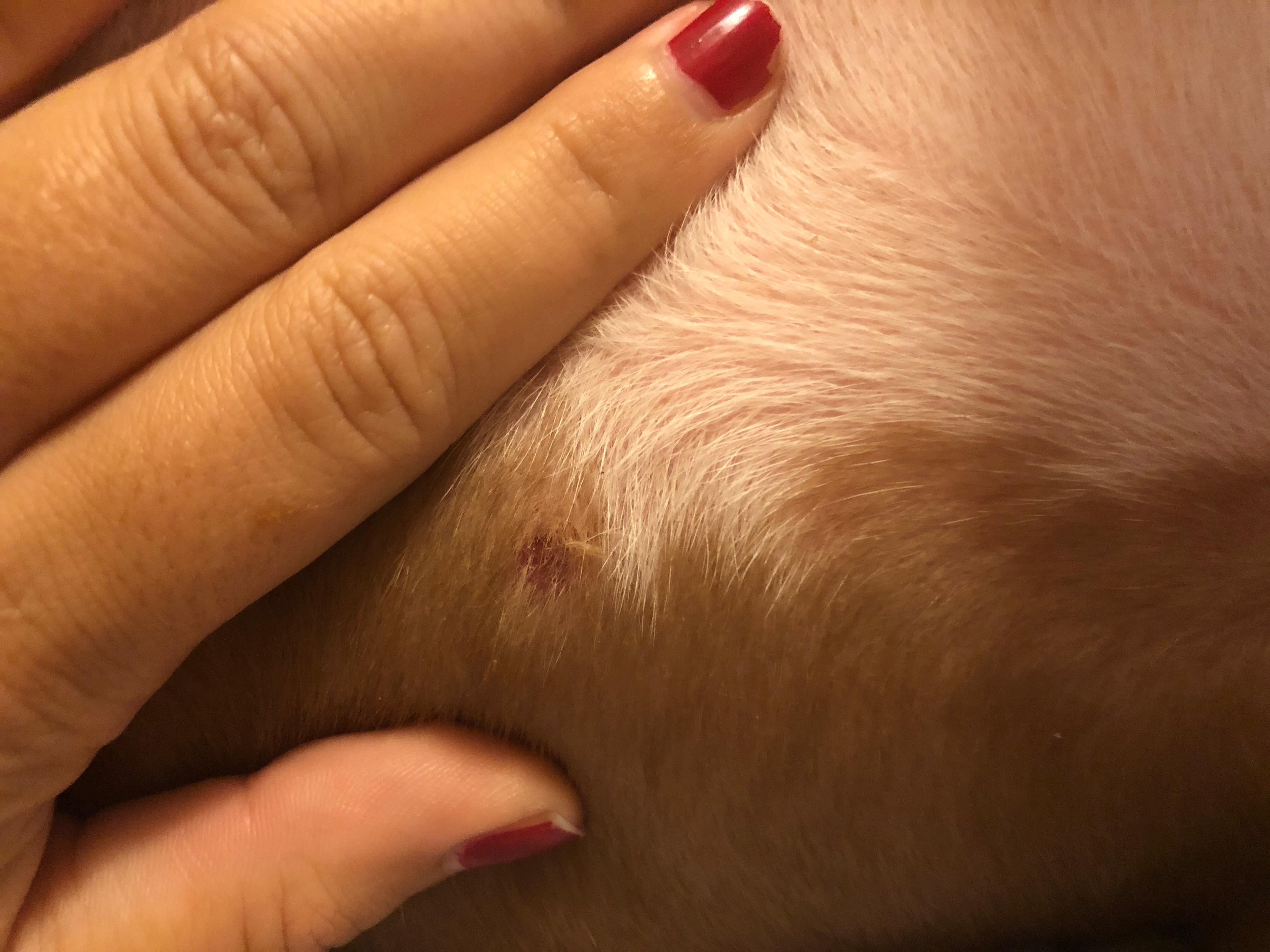 My Dog Has Open, Zit-Like Sores: Causes & Treatment Guide | Petco