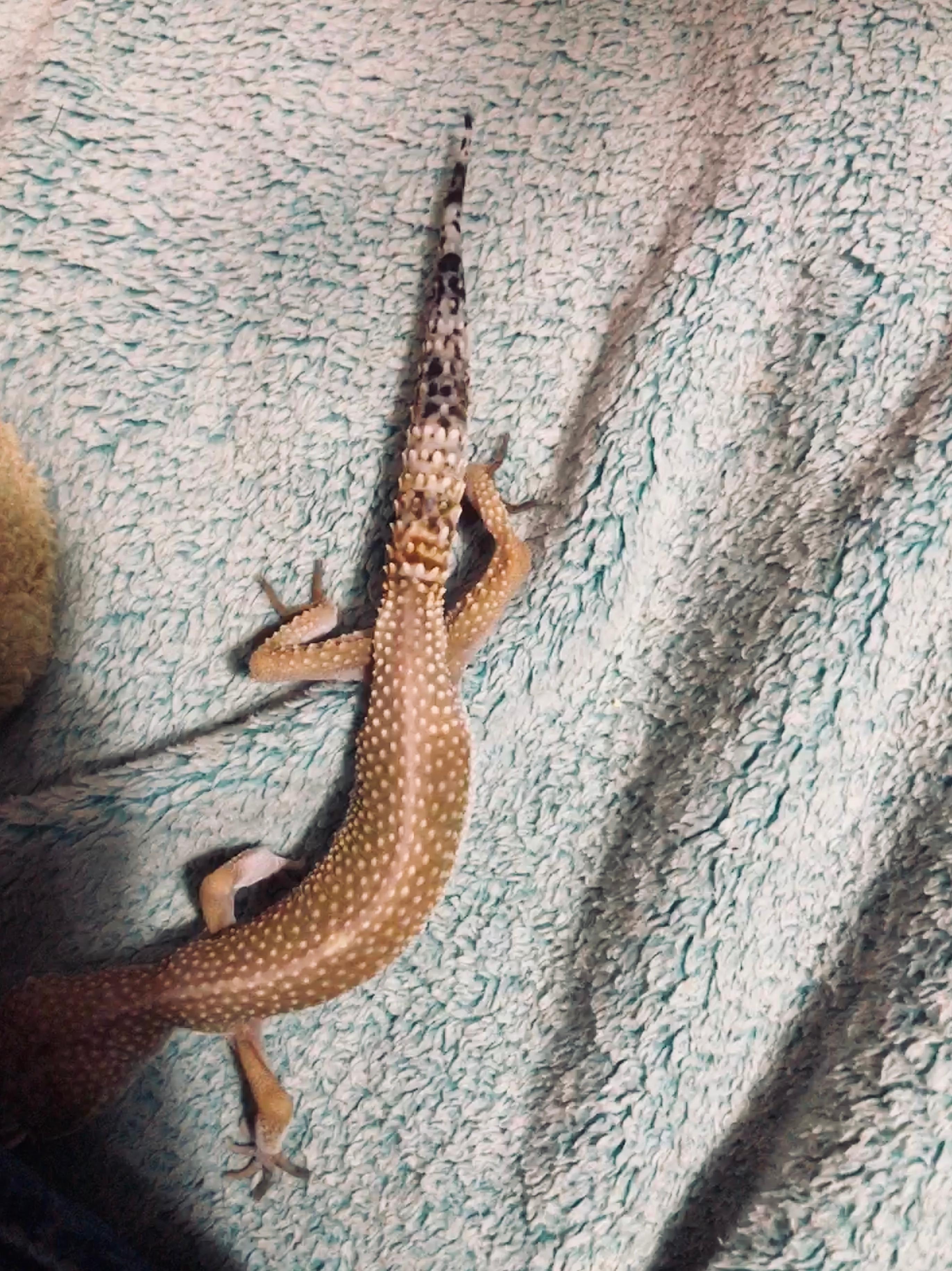 Leopard Gecko Won't Eat After Being Lost? Could It Be Parasites? | Petco