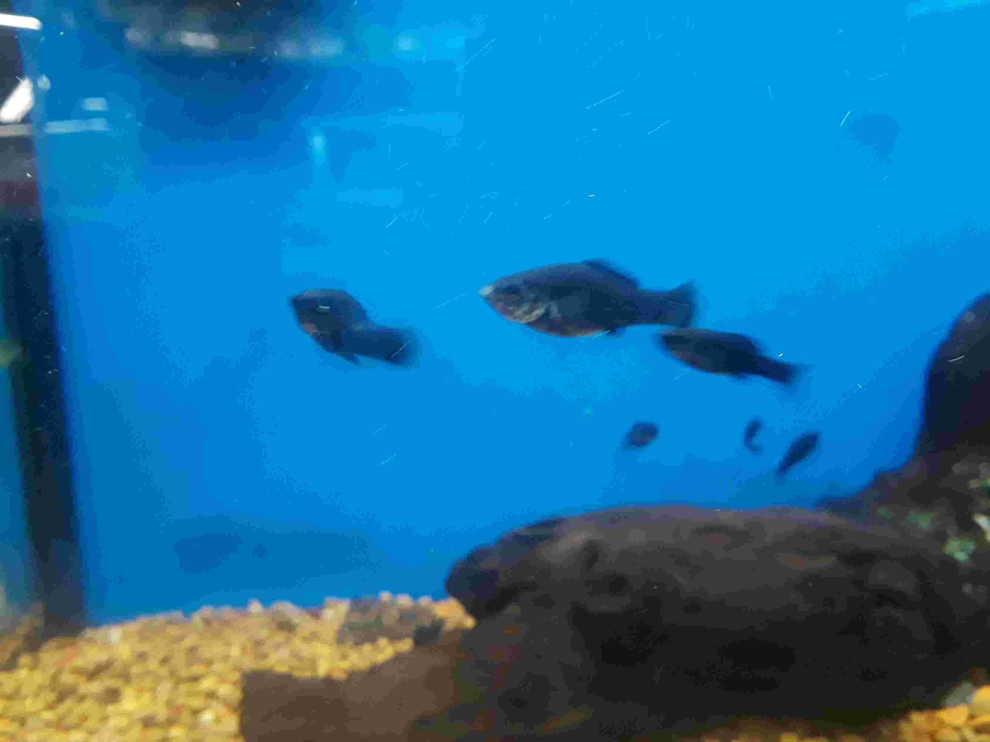 What Fish Can You Put With Your Male Betta? Good Tank Mates | Petco