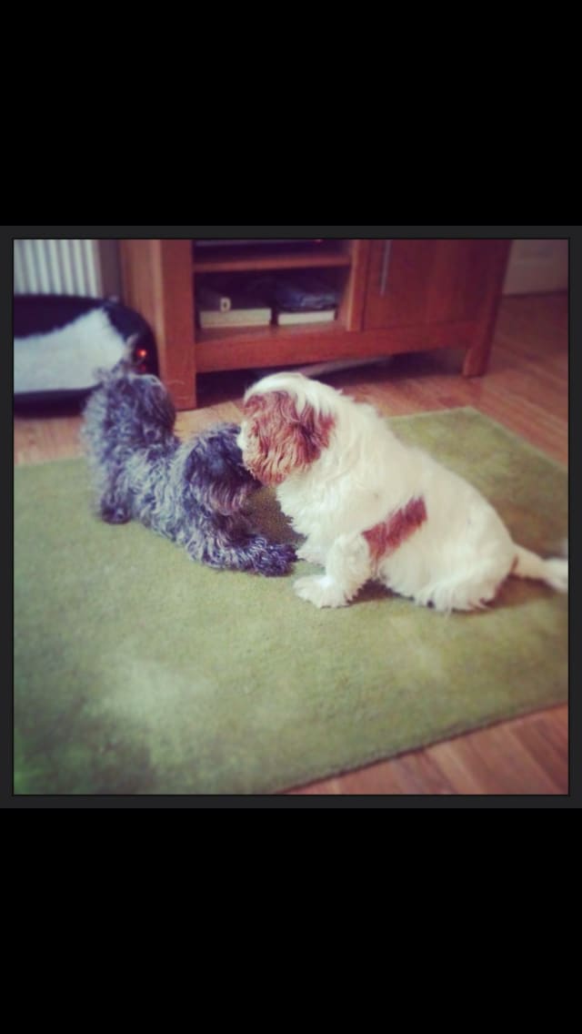 Dog Howling After Losing a Companion? Help Your Grieving Pet Cope | Petco