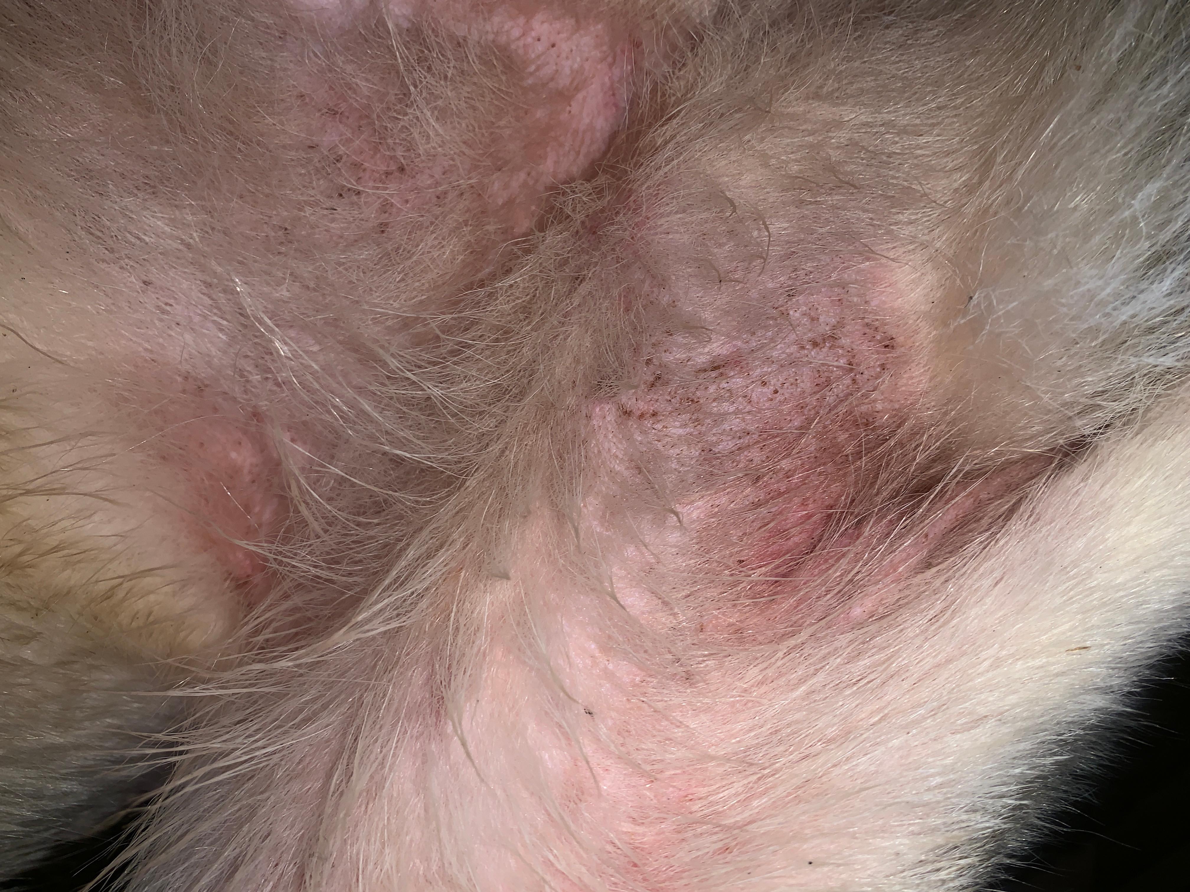 Why is my Husky losing fur, scratching, and has itchy skin? | Petco