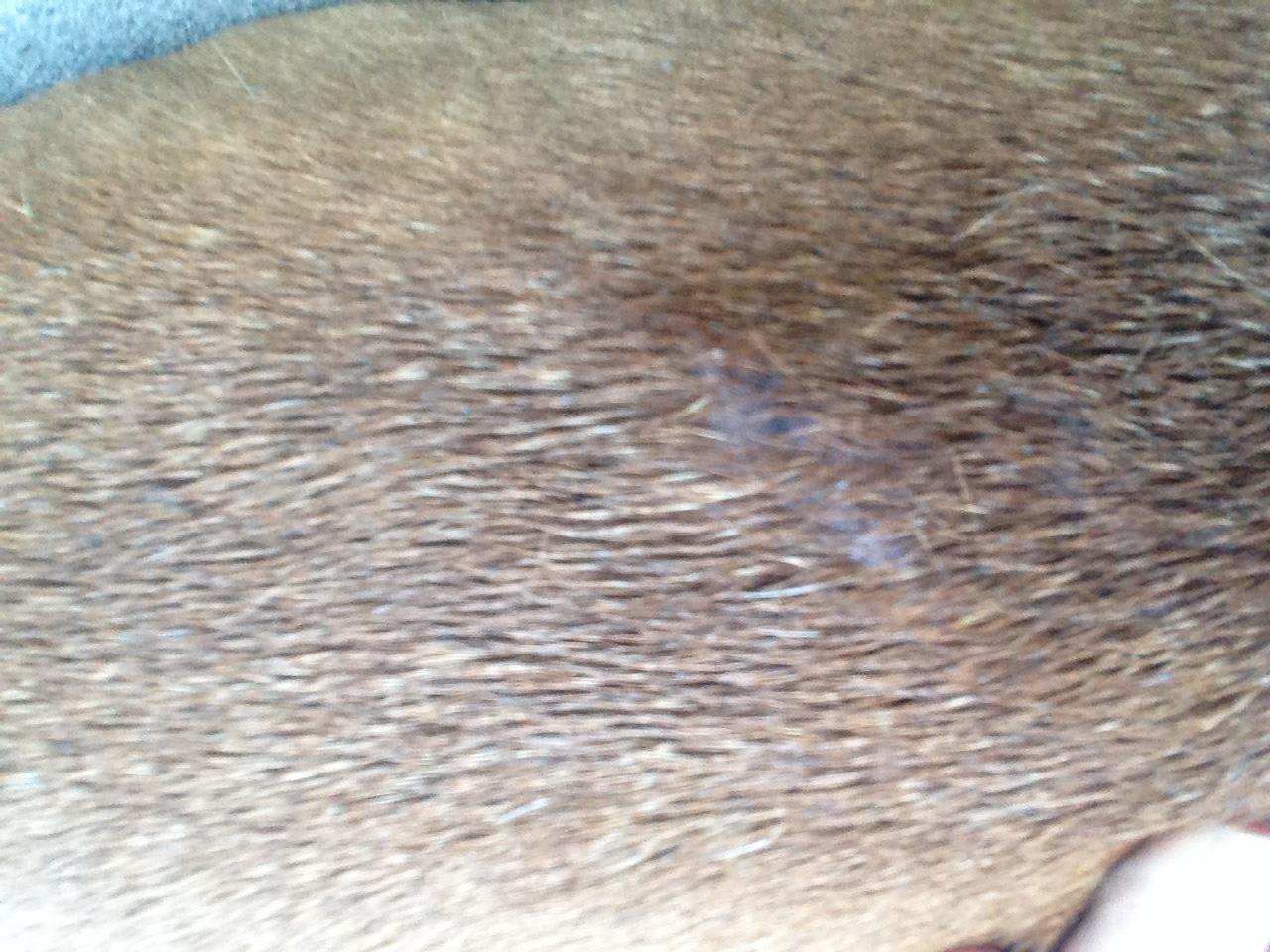 Why is my boxer losing fur with bumps and flaky skin? | Petco