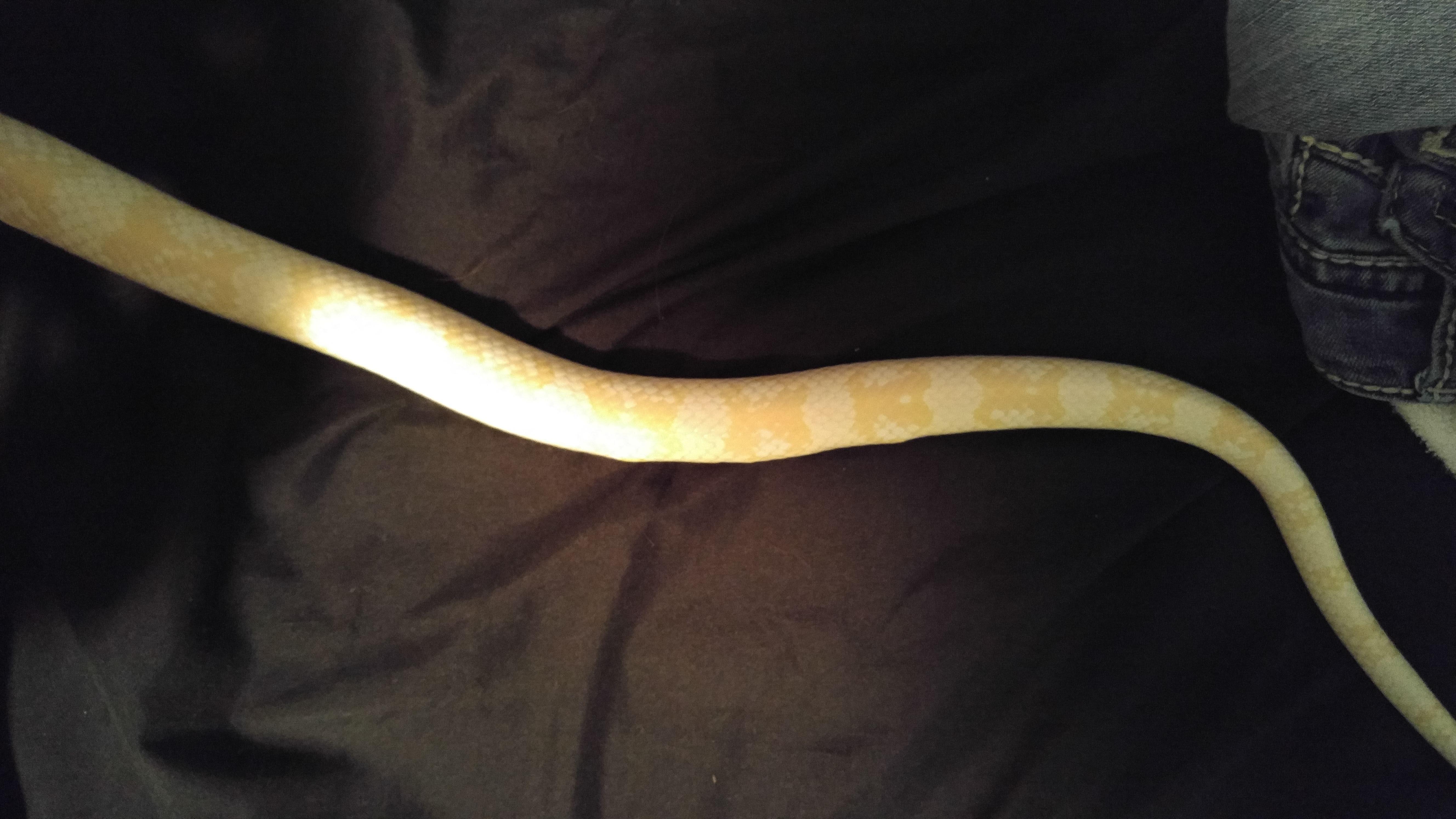 Why does my corn snake have bumps on its side that don't hurt? | Petco