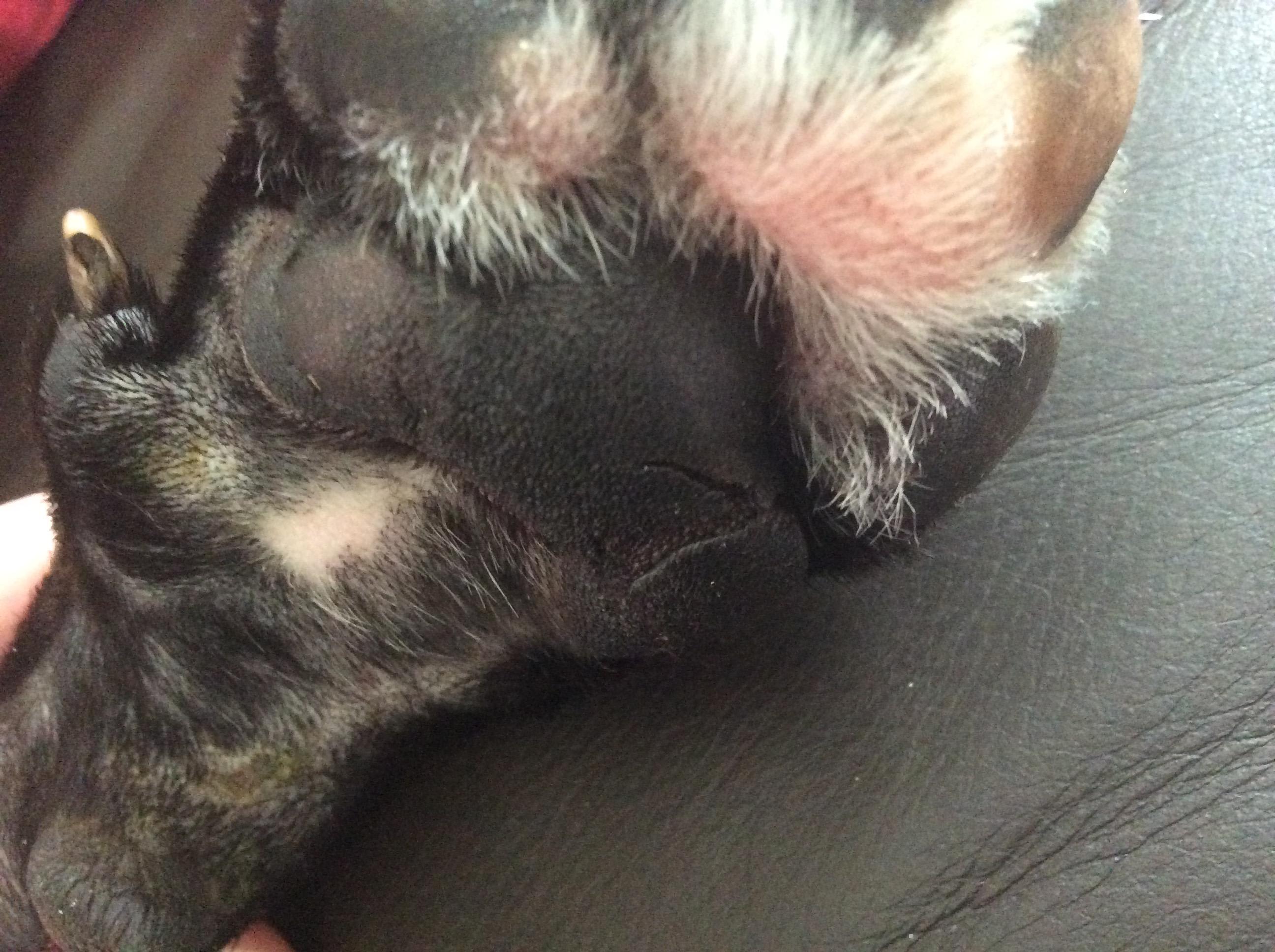 My Dog's Split Paw Pad: Is It Uncomfortable? See a Vet? | Petco