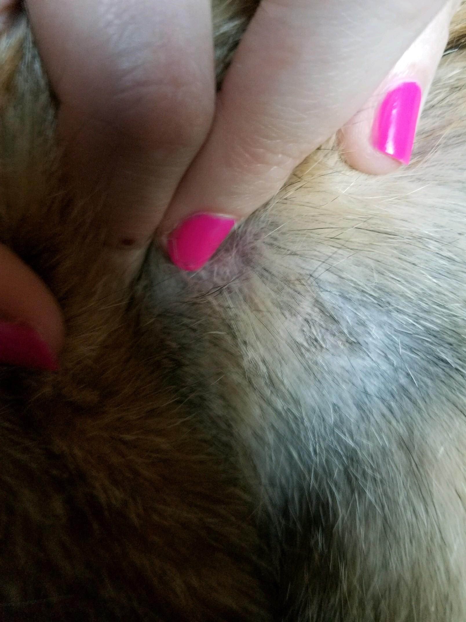 Why is my kitten scratching excessively, with bald spots and scabs? | Petco