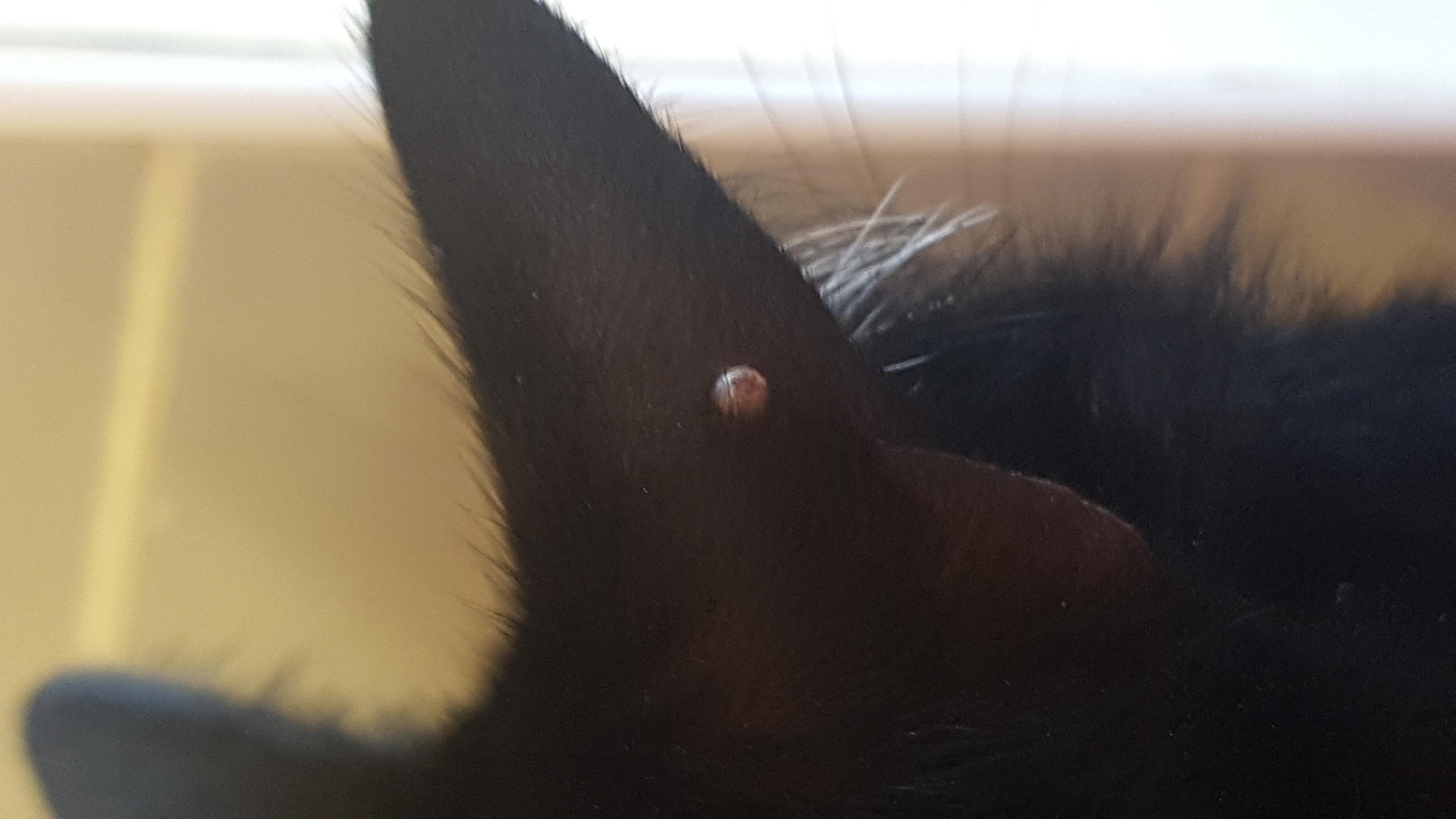 Is this a tick on my cat's ear, or a scab or growth? | Petco