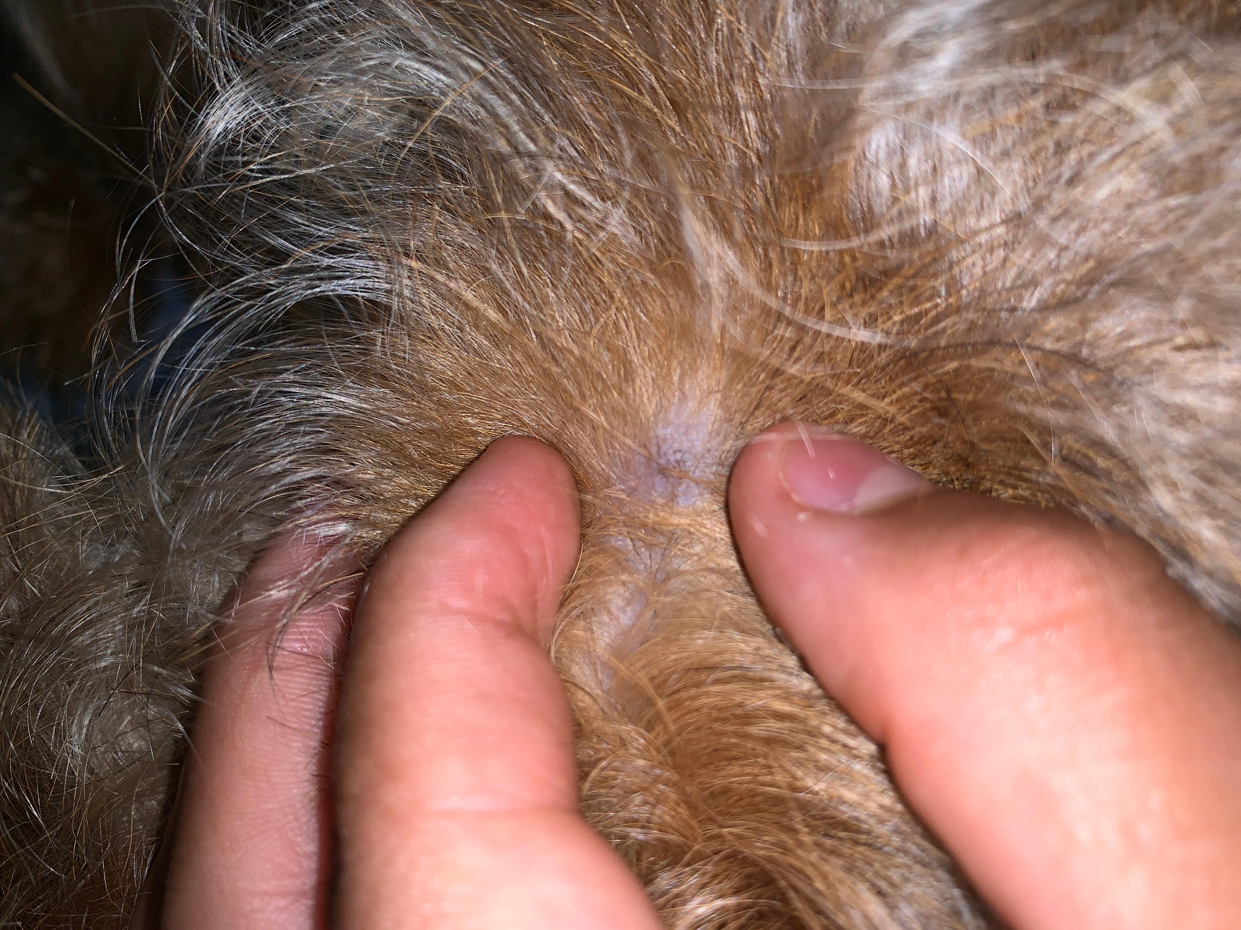 Dog's tick bite: Bump on neck won't go away? What to do? | Petco