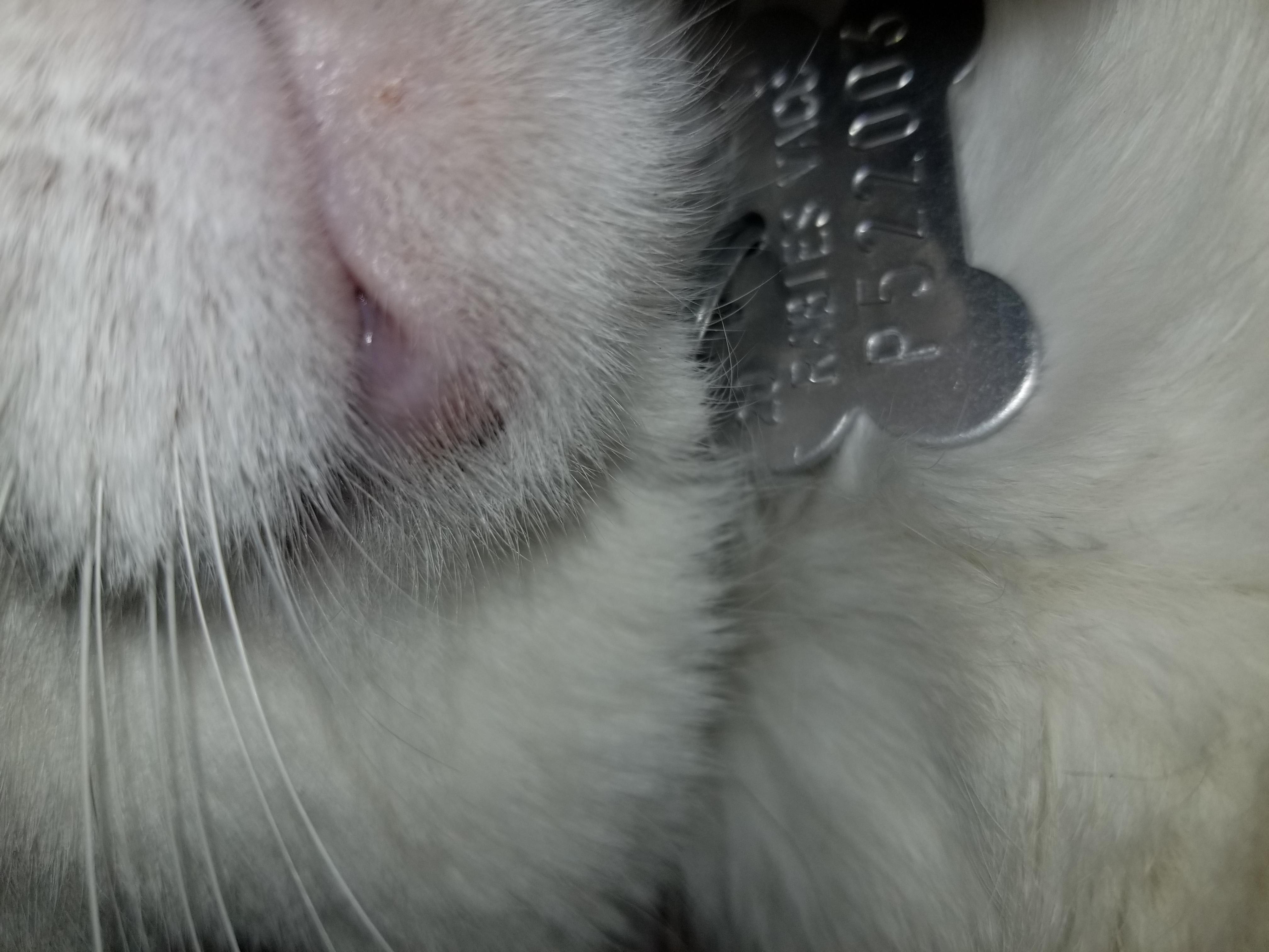 Why does my cat have a painful jawline lump and droopy mouth? | Petco