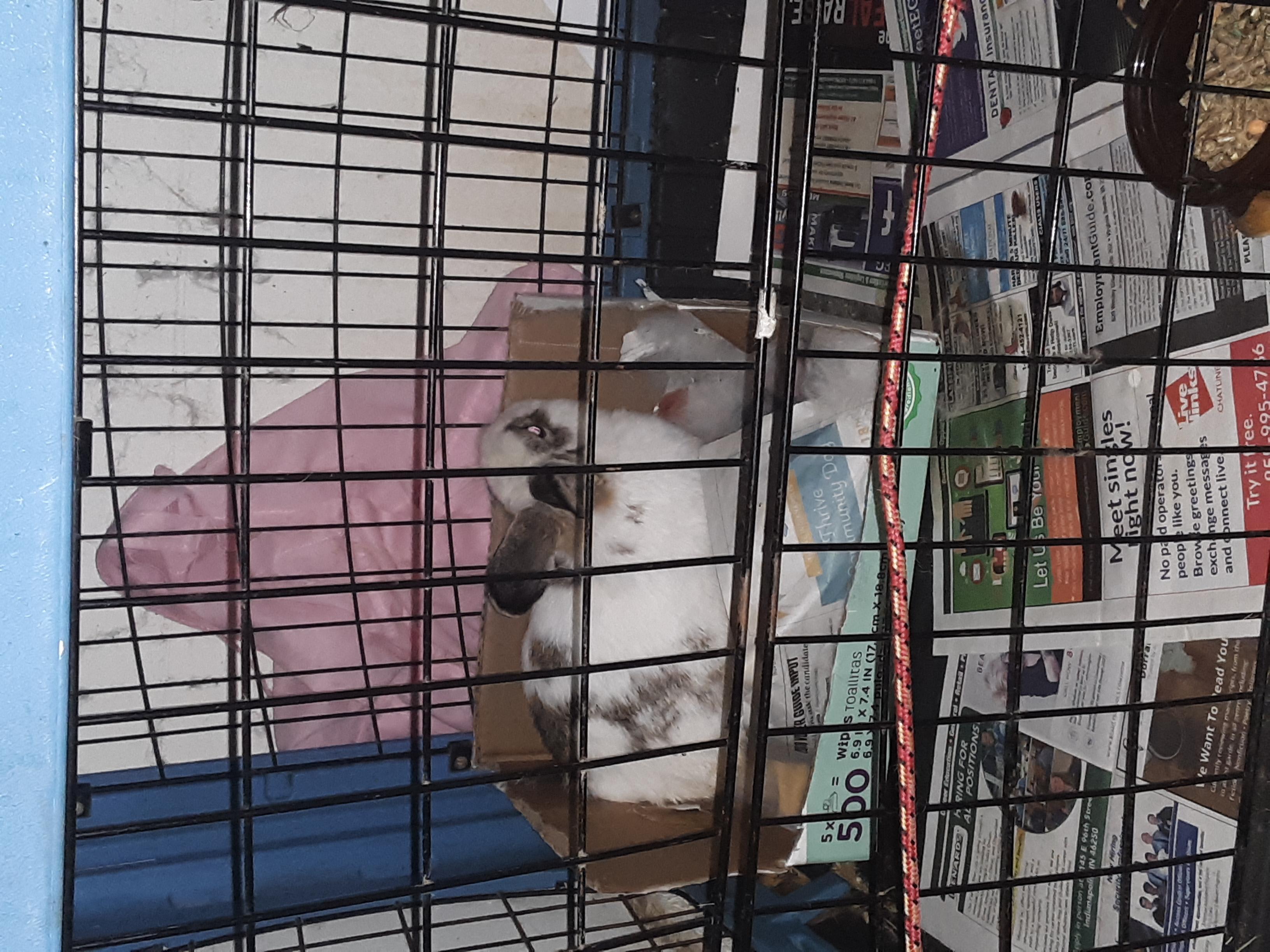 What is the best bedding for my rabbit | Boop by Petco