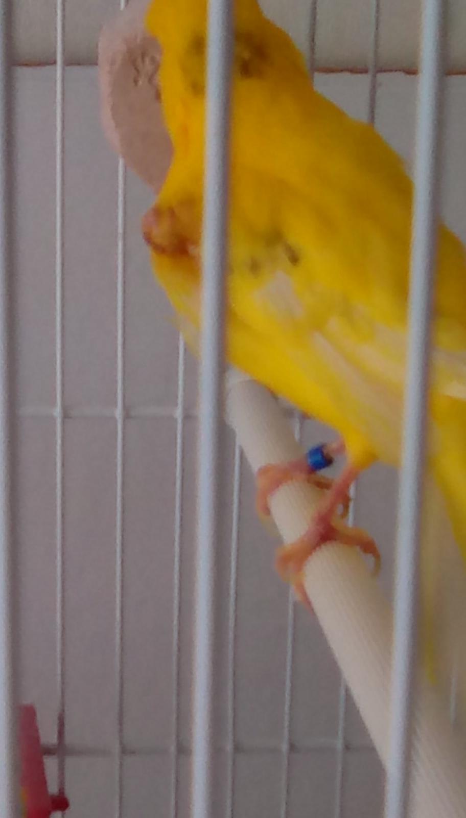 My Canary Has a Wing Lump: What Is That Strange Growth? | Petco