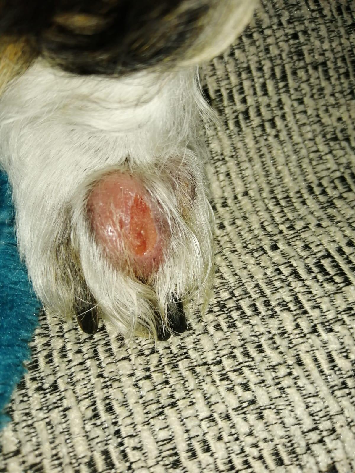 Dog Paw Sore & Licking After Abscess: Infected or Healing? | Petco
