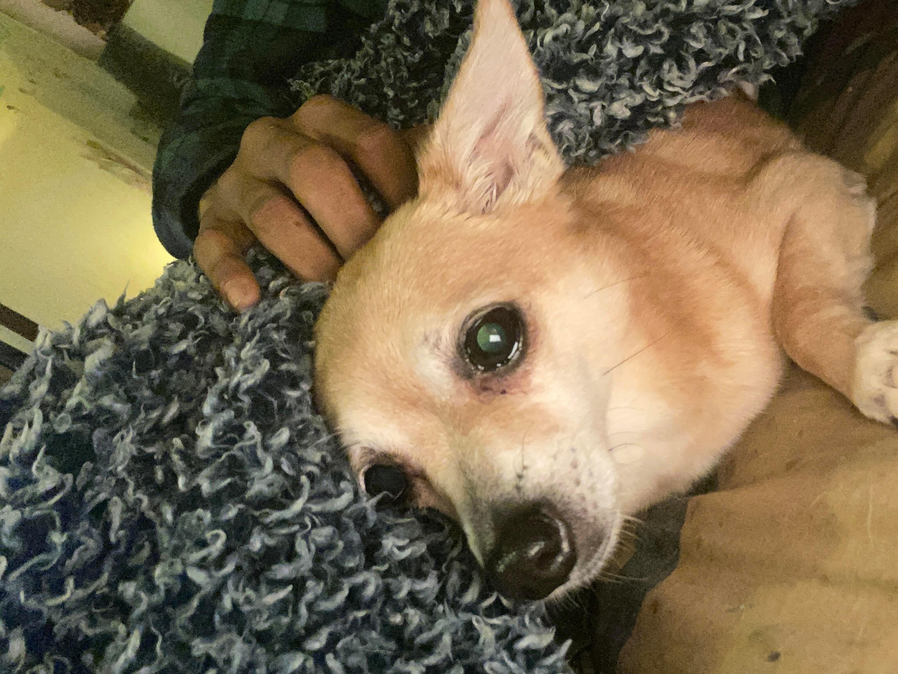 Why is my dog weak, skinny, and can't walk on back legs? | Petco
