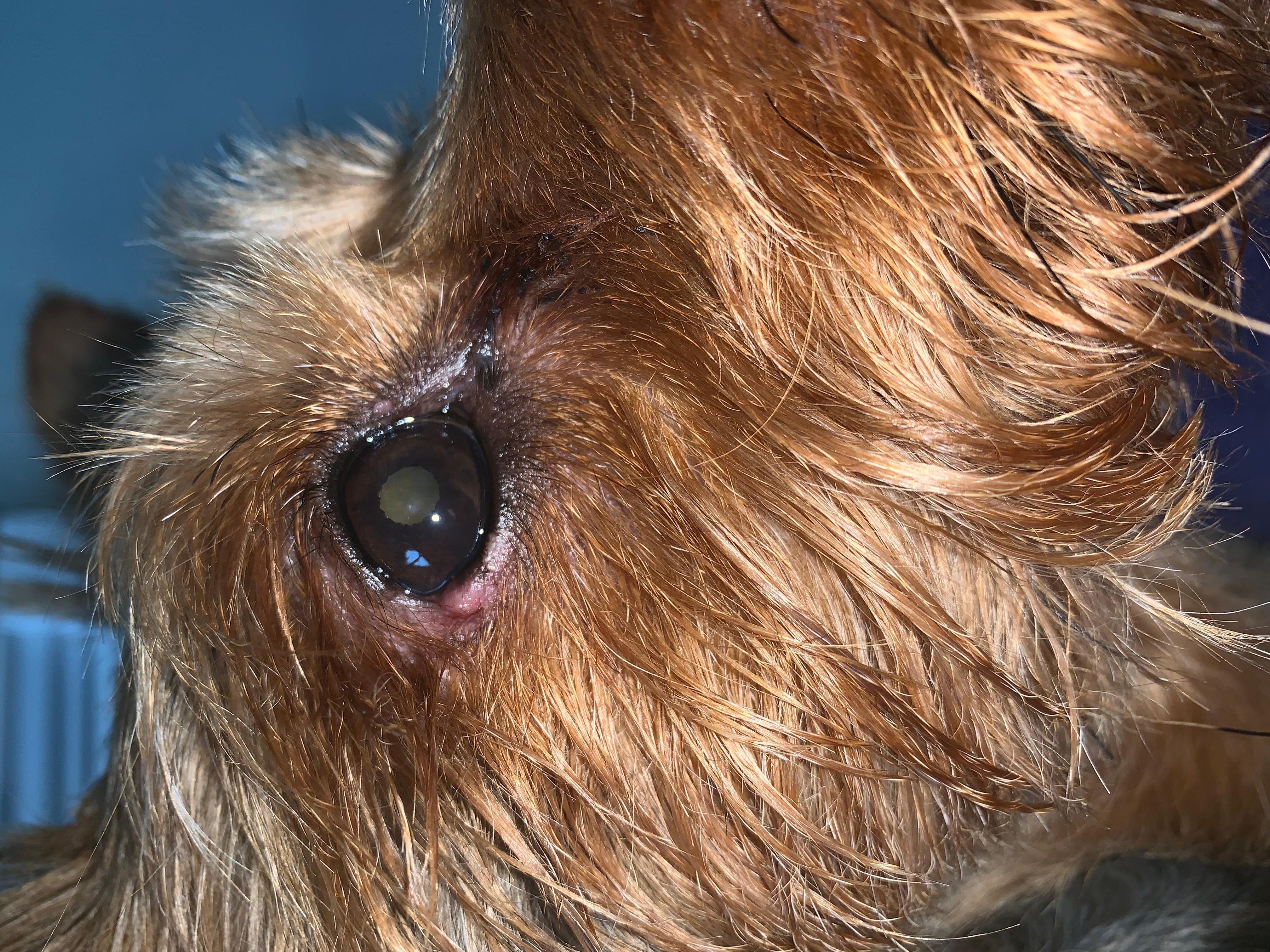 My Dog's Eye Has a Bump, Scab Fell Off. Should I Be Concerned? | Petco