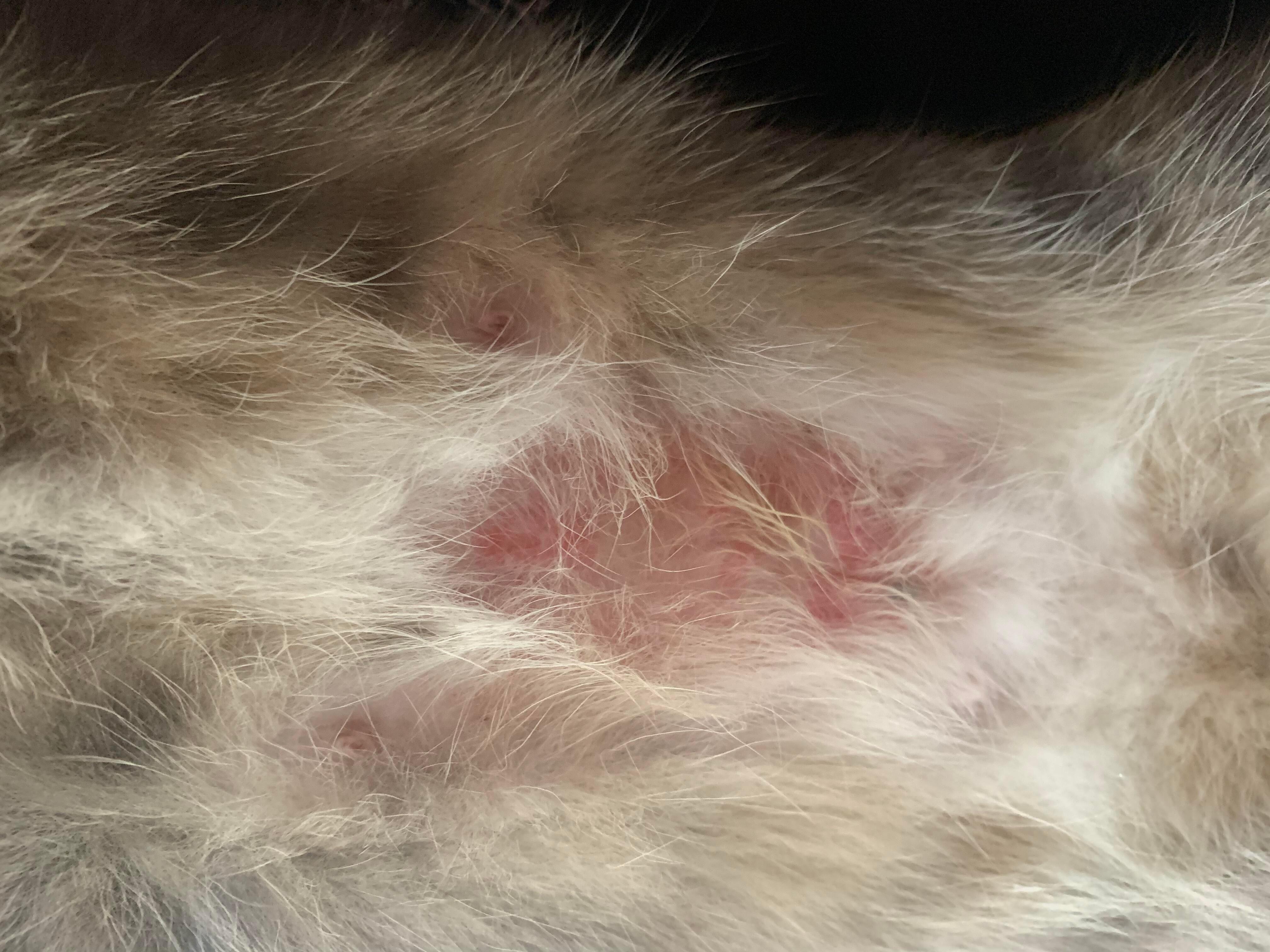 My Cat is Losing Fur & Has an Irritated Patch. Does She Need a Vet? | Petco