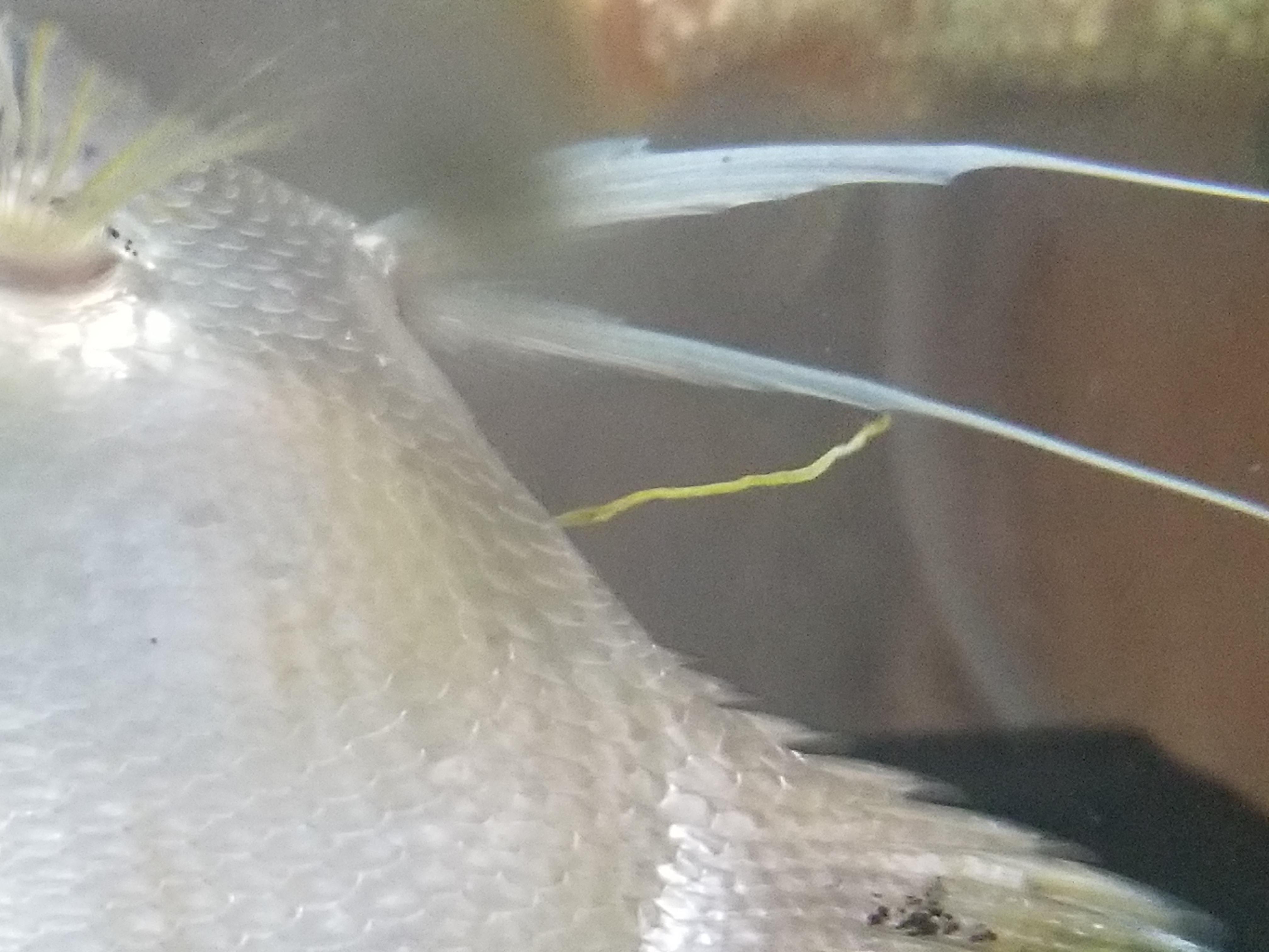 Why is my fish not eating, has yellow poop, and an eye growth? | Petco