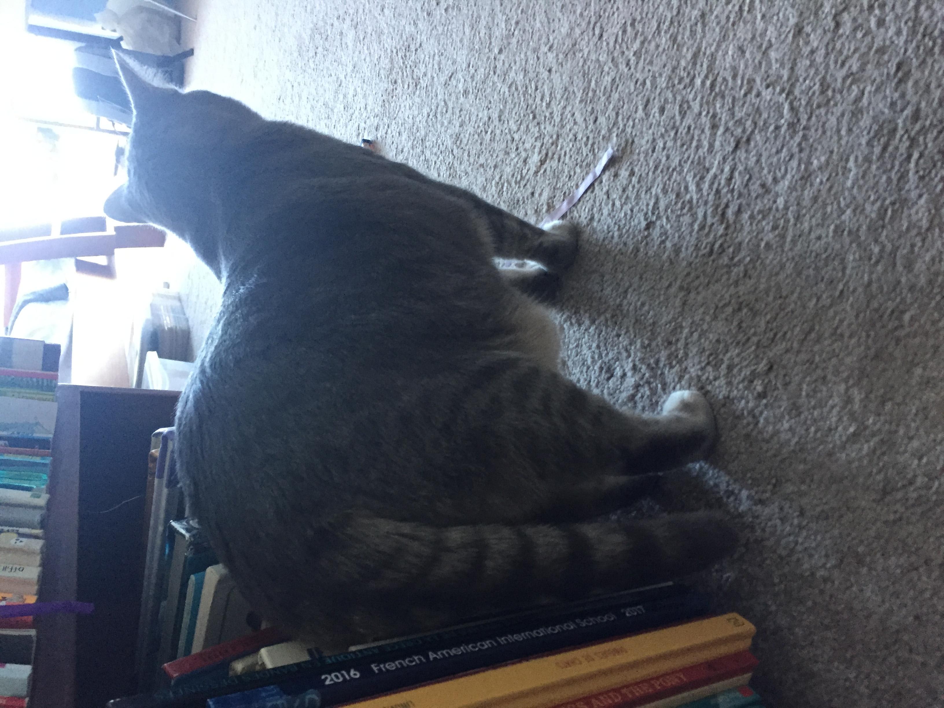 My Cat's Tail is Drooping & Cries When Touched: Is It Broken? | Petco